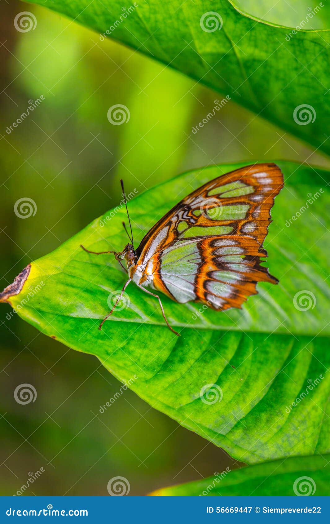 Mexican butterfly stock image. Image of background, color - 56669447