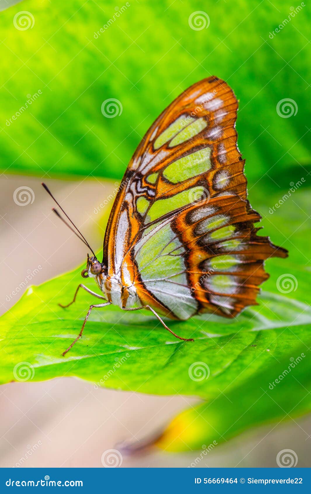Mexican butterfly stock photo. Image of exotic, kind - 56669464