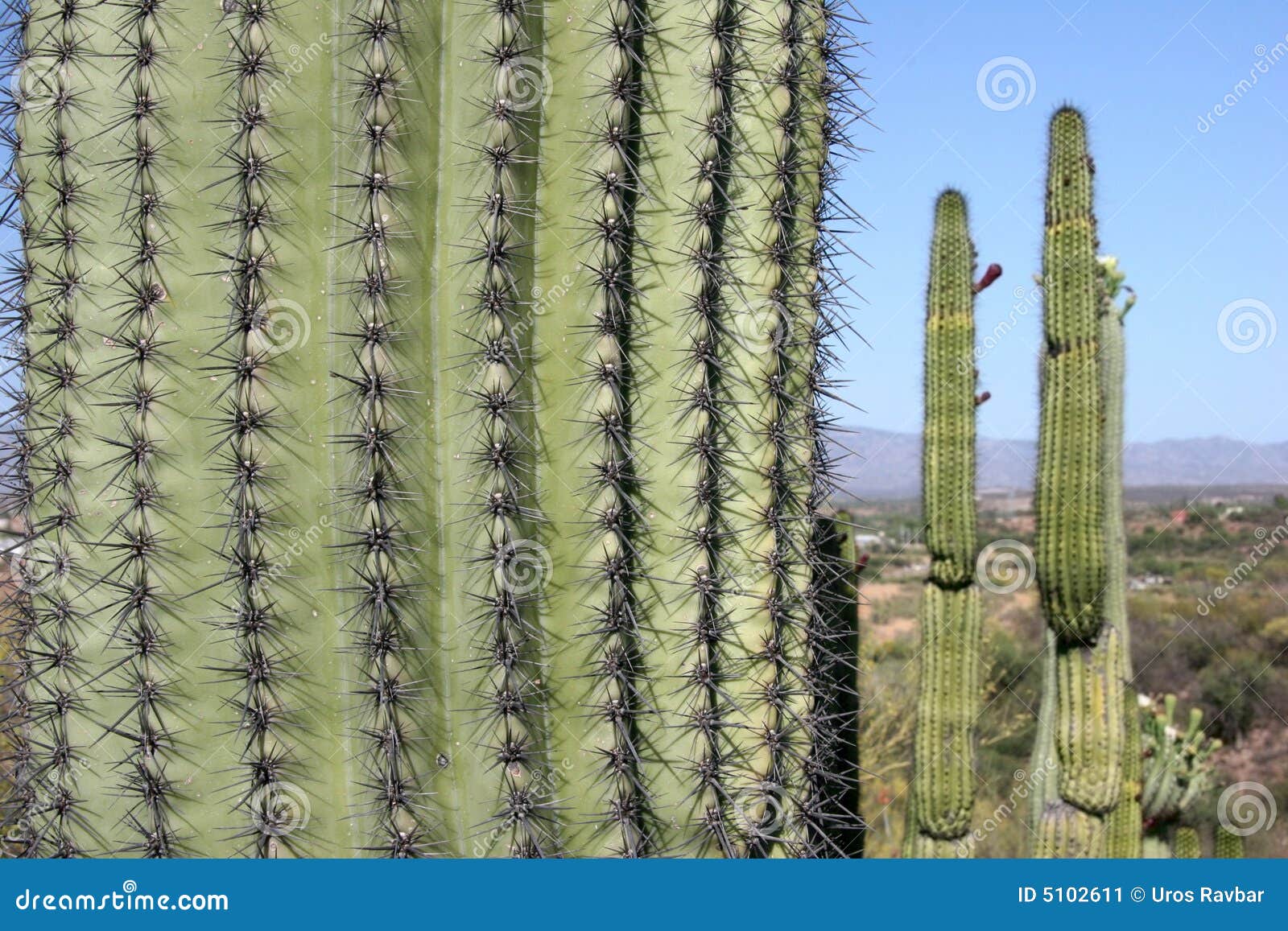 Mexican cacti stock image. Image of nature, drought, cactus - 5102611