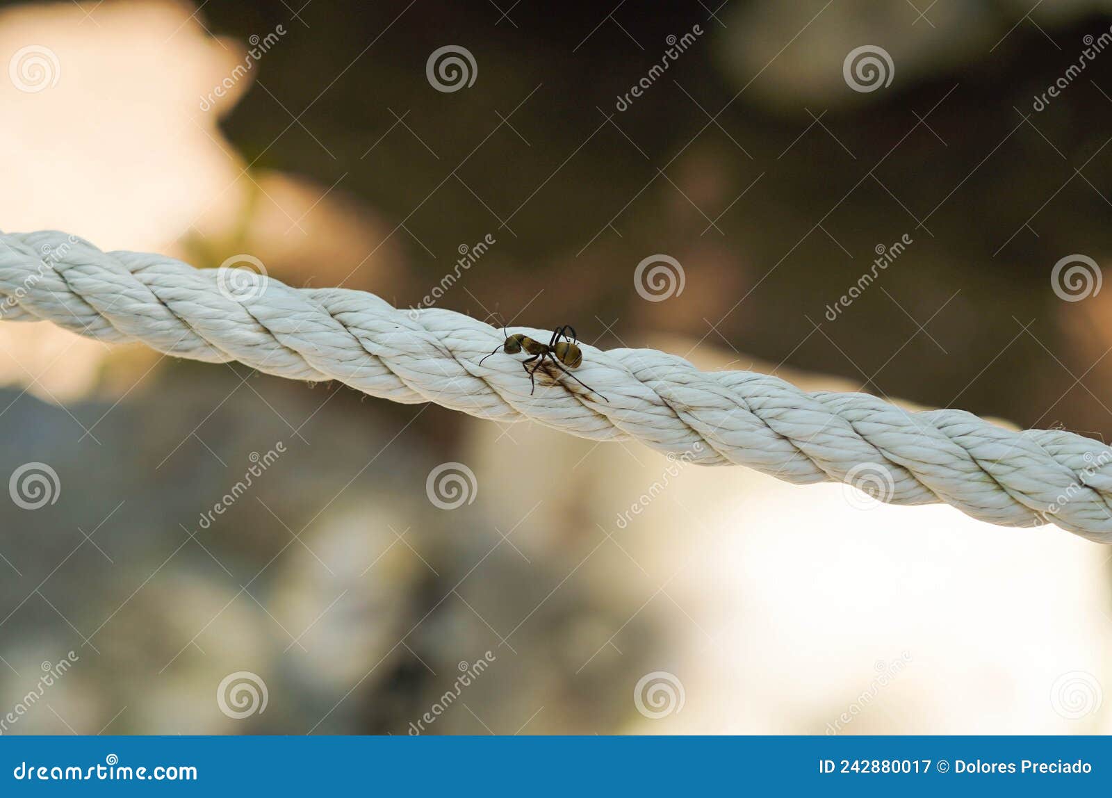 Mexican Caribbean Ant Walking on a Rope Stock Image - Image of snow ...