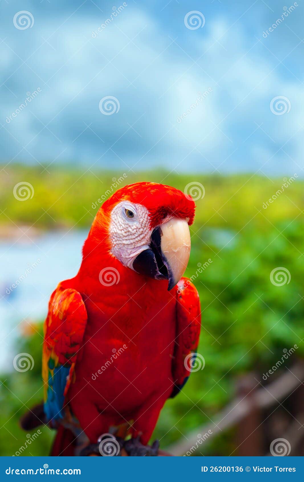 Mexican Caribbean Parrot stock photo. Image of perch - 26200136