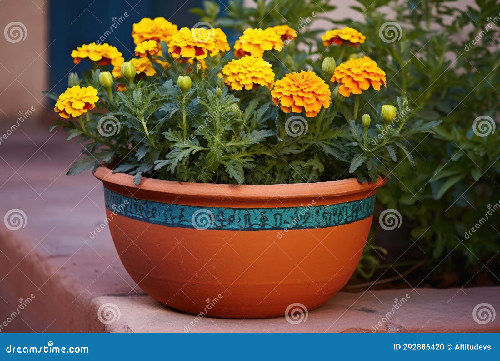 Mexican Cempasuchil Background Stock Photo | CartoonDealer.com #232533468