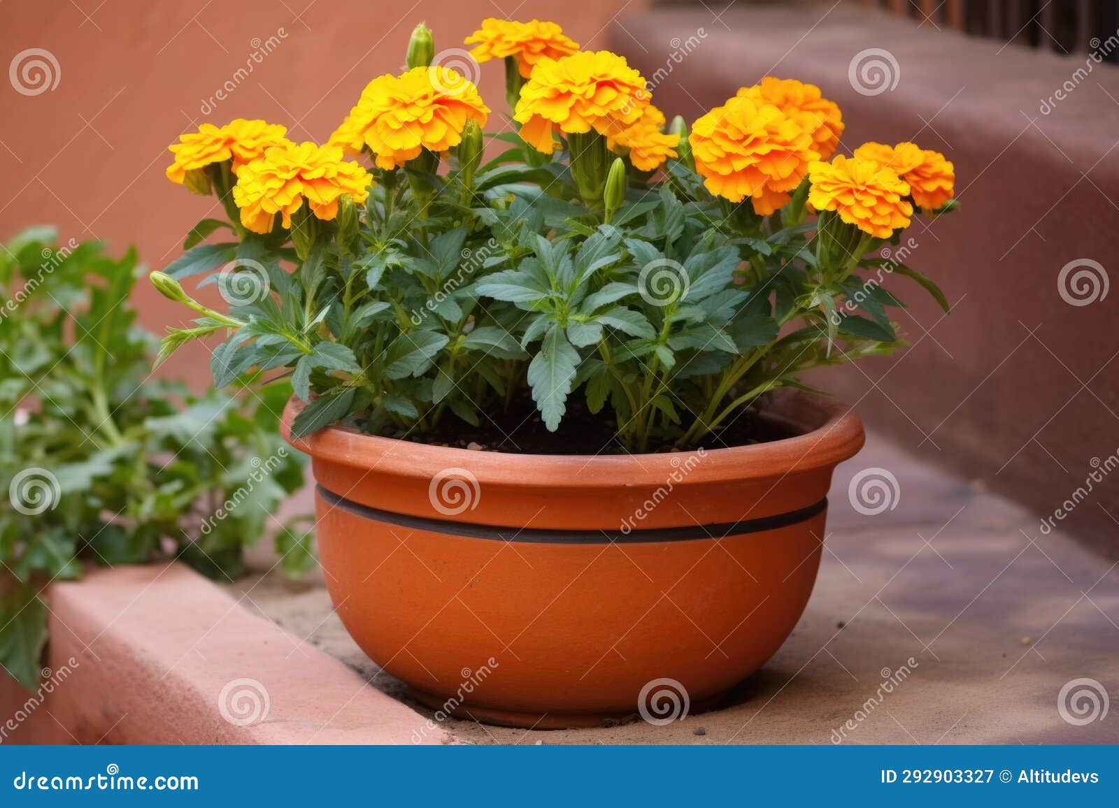 Mexican Cempasuchil Background Stock Photo | CartoonDealer.com #232533468