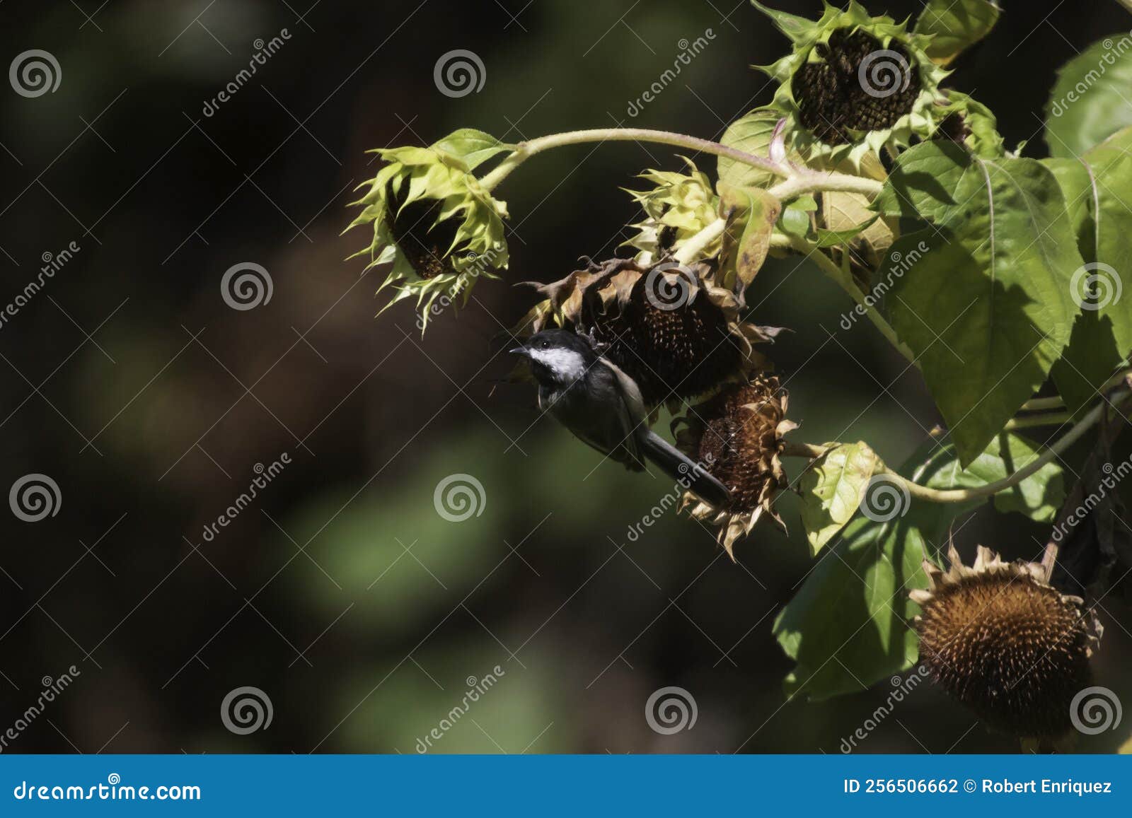 A Mexican Chickadee Feeling on a Sunflower Stock Photo - Image of ...