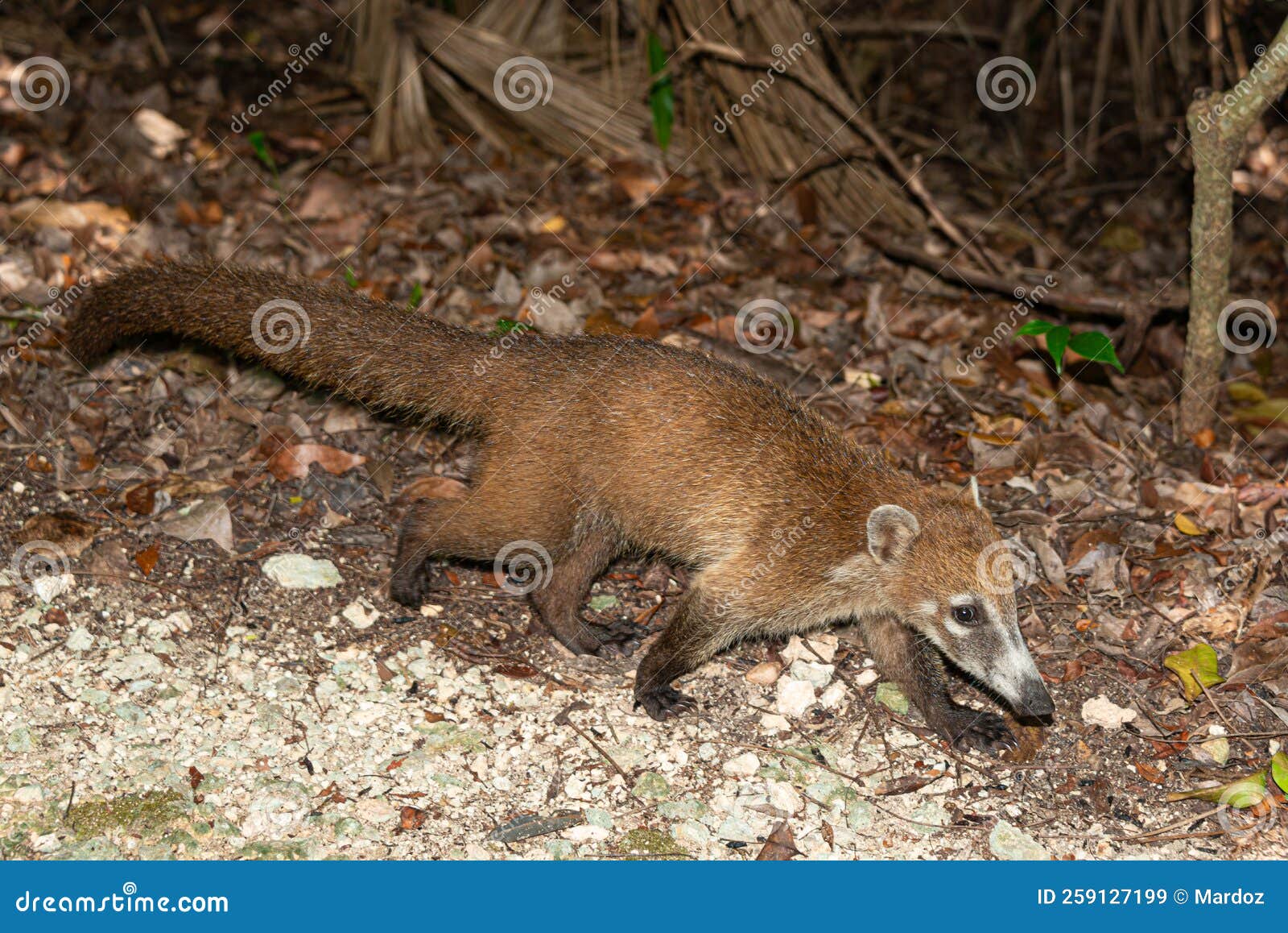 Mexican Coati in the Jungle, Nasua Nasua Stock Image - Image of ...