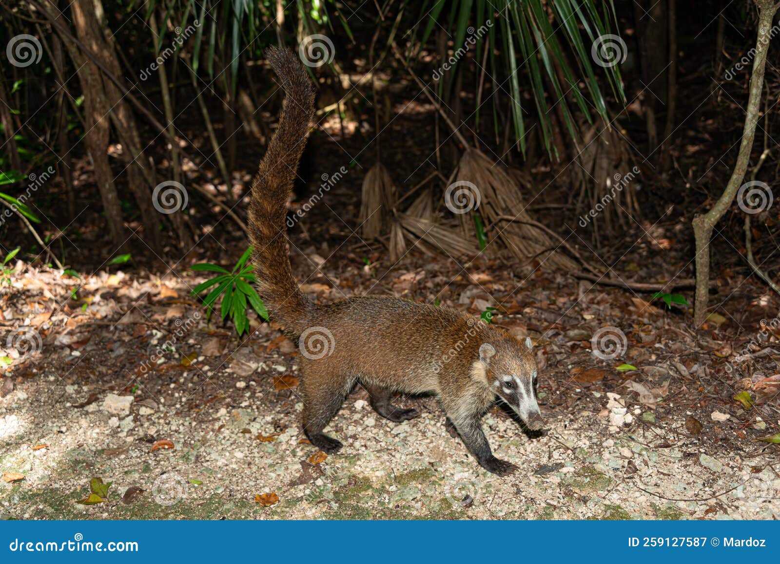 Mexican Coati in the Jungle, Nasua Nasua Stock Image - Image of ...