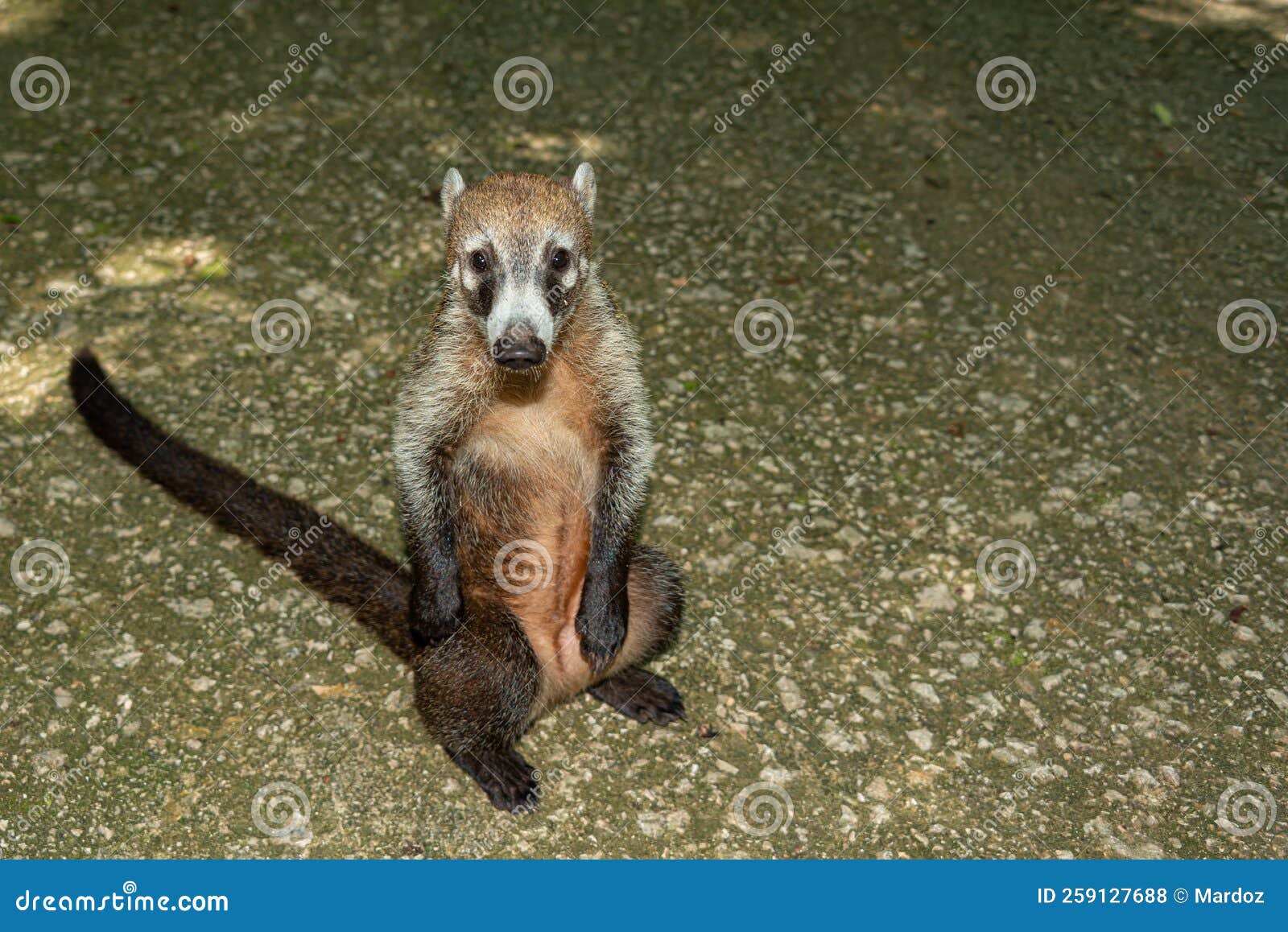 Mexican Coati in the Jungle, Nasua Nasua Stock Photo - Image of mardoz ...