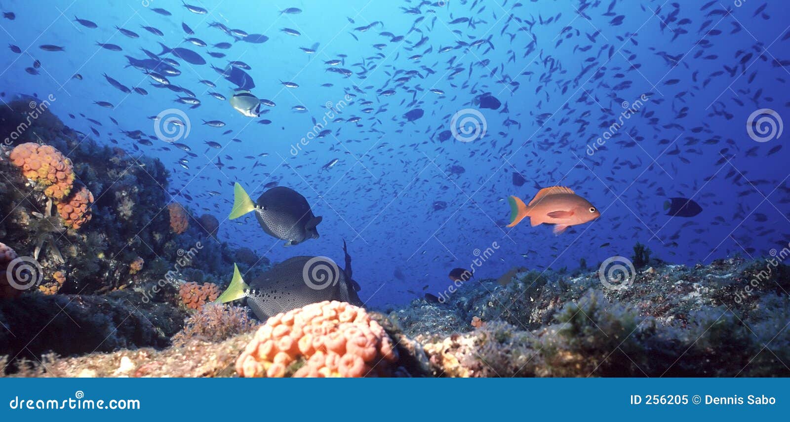 Mexican Coral Reef stock image. Image of turquoise, outdoor - 256205