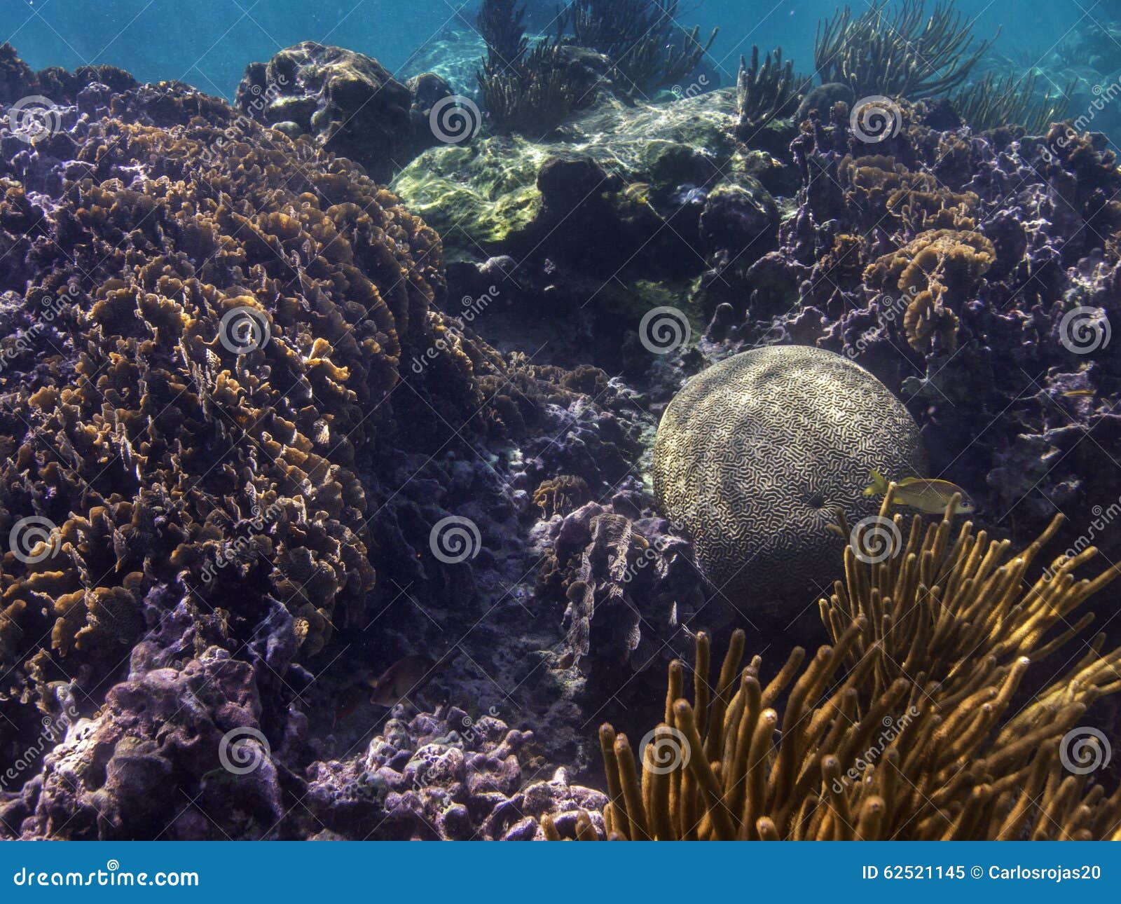 Mexican coral reef stock image. Image of nature, reef - 62521145