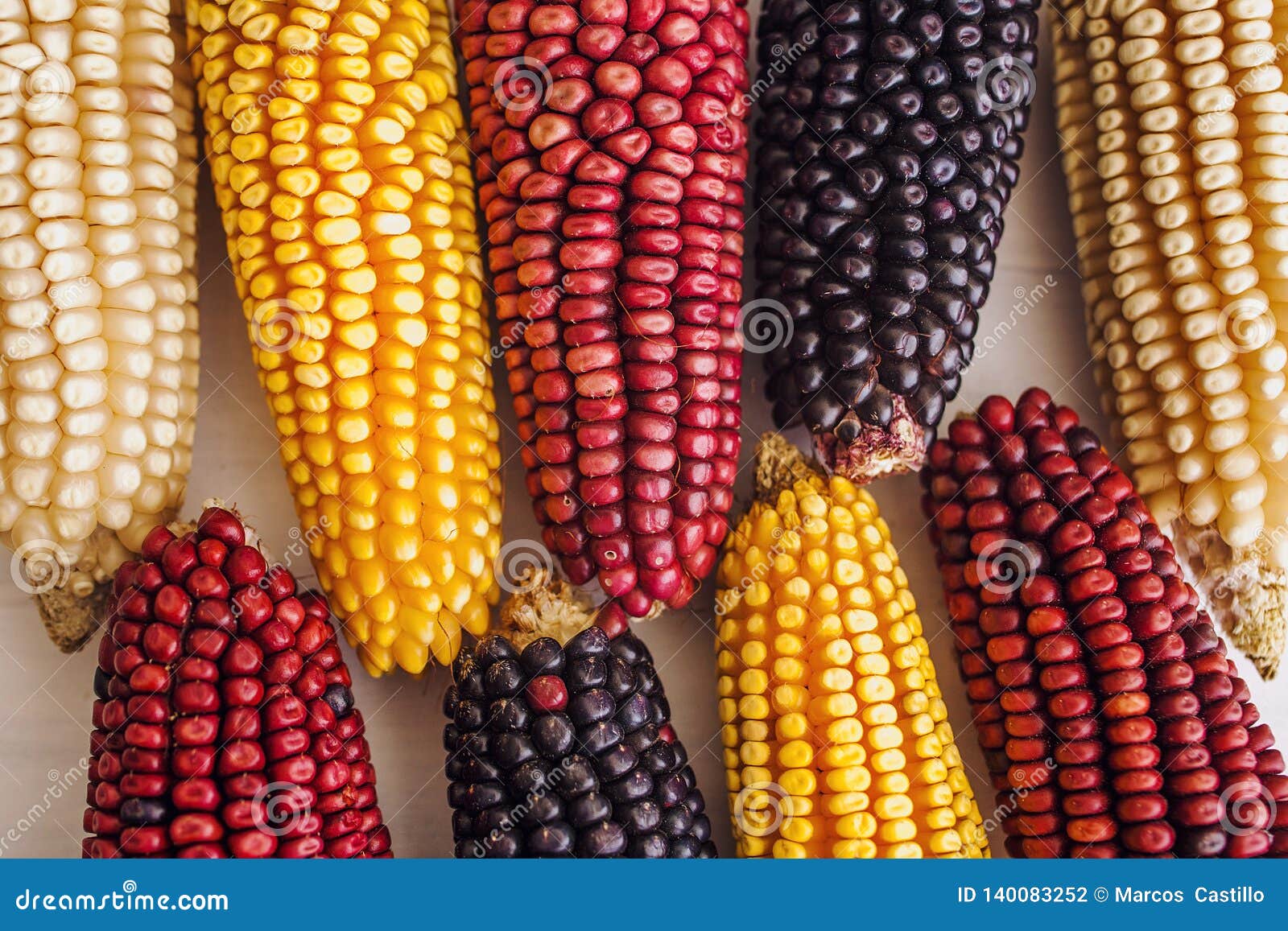 Mexican Corn Crop in Different Colors in Mexico Stock Photo - Image of ...