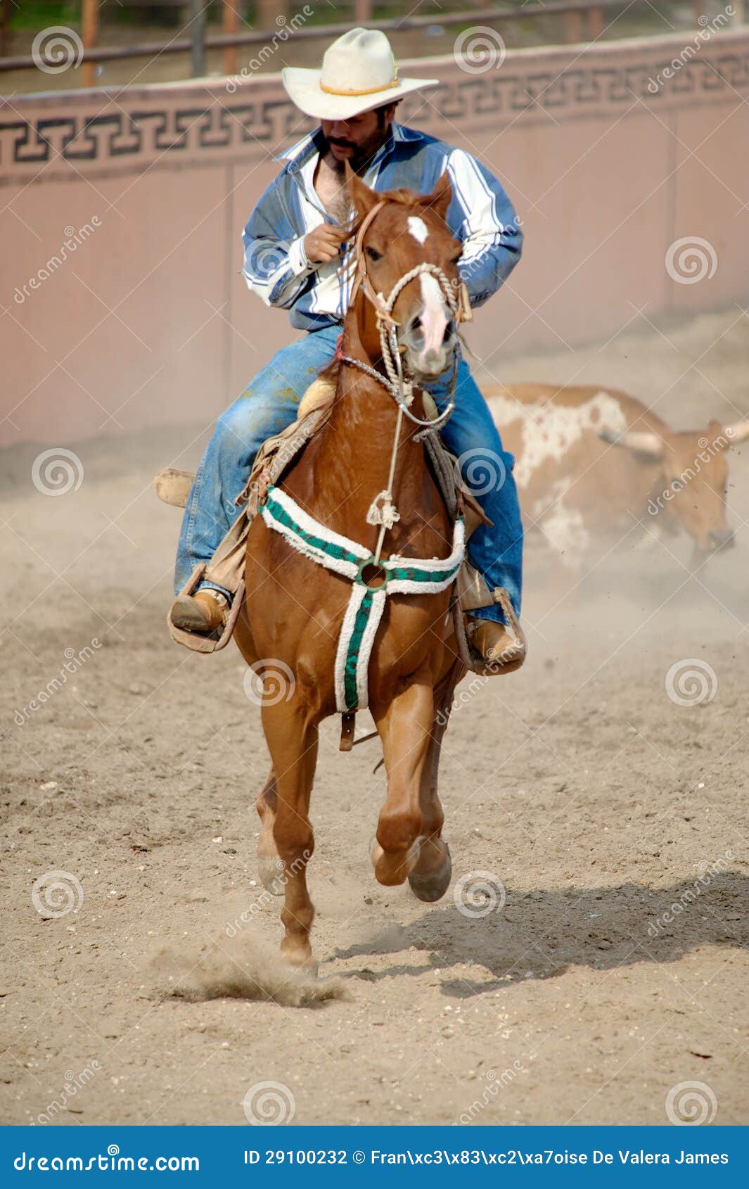 Mexican Cowboy Leading Horses For Trail Ride Editorial Photo ...