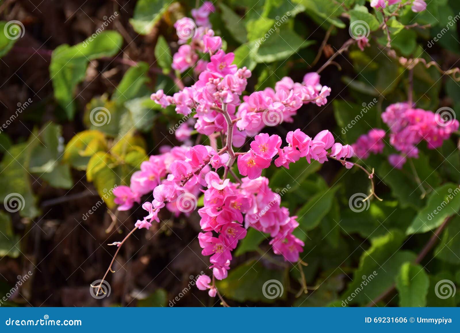 Mexican creep stock photo. Image of creep, mexican, plant - 69231606