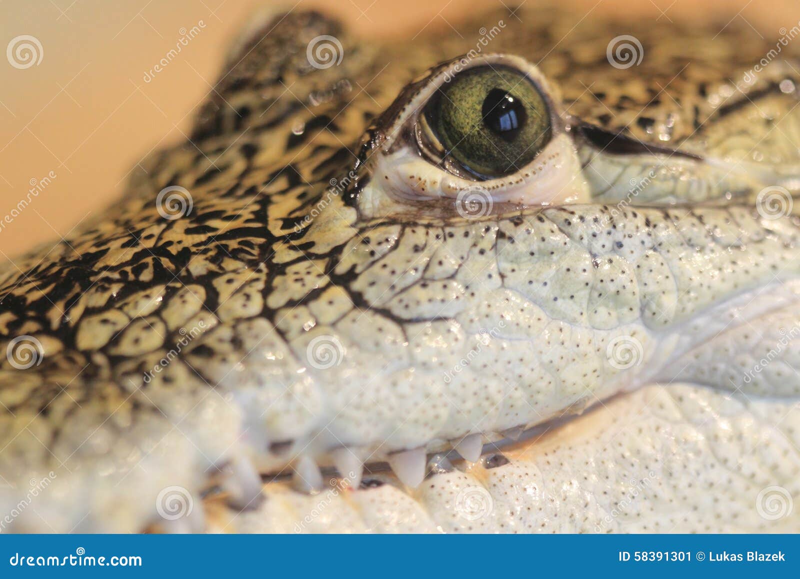 Mexican crocodile stock image. Image of nature, morelet - 58391301