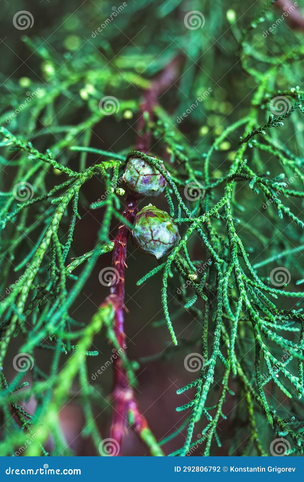 Mexican Cypress, Cupressus Benthamii, Tree Trunk Texture Royalty-Free ...