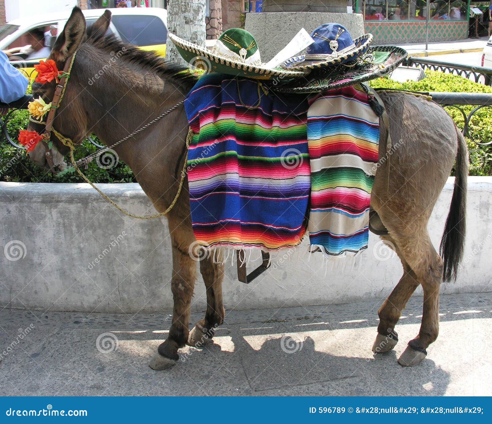 Mexican Donkey stock image. Image of sombrero, vendor, mexico - 596789