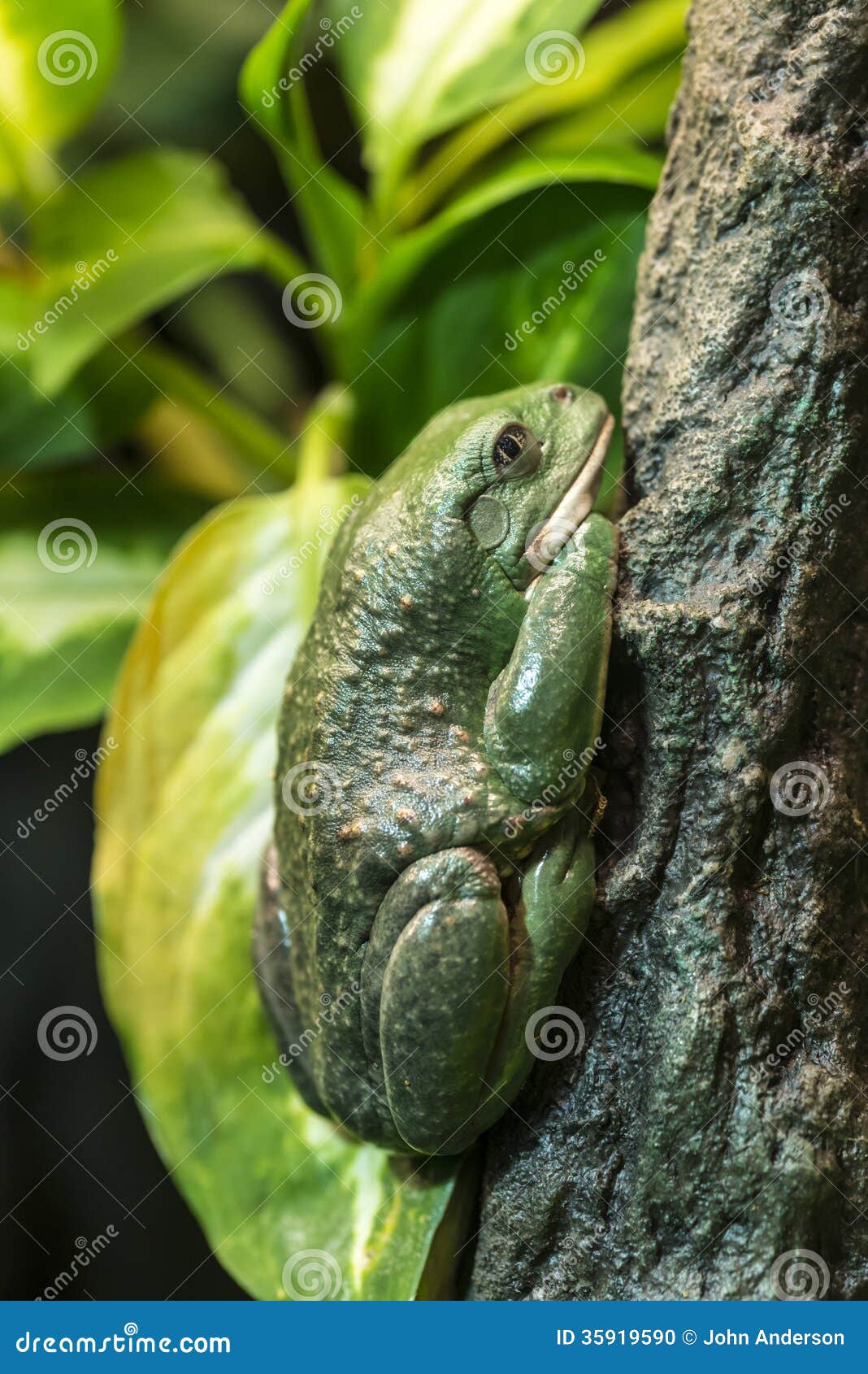 Mexican dumpy tree frog stock photo. Image of plant, hyldia - 35919590