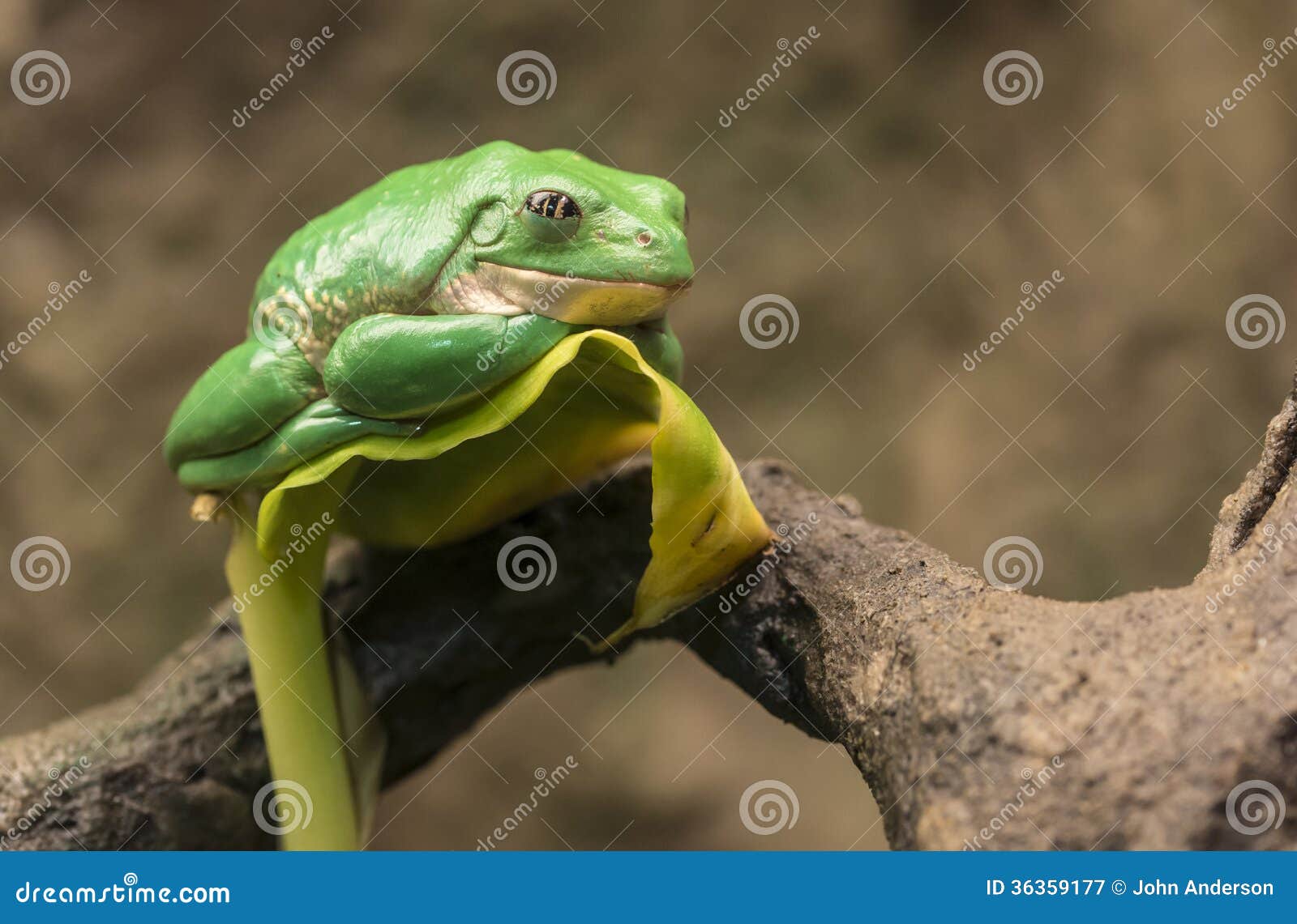 Dumpy Tree Frog Stock Photography | CartoonDealer.com #65647280