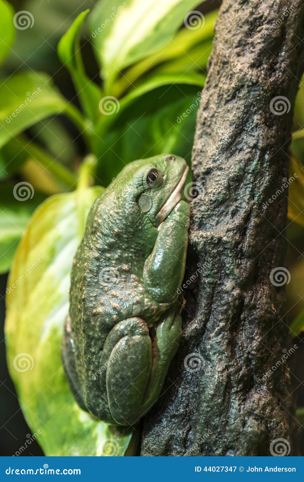 Mexican dumpy tree frog stock image. Image of frog, amphbia - 44027347