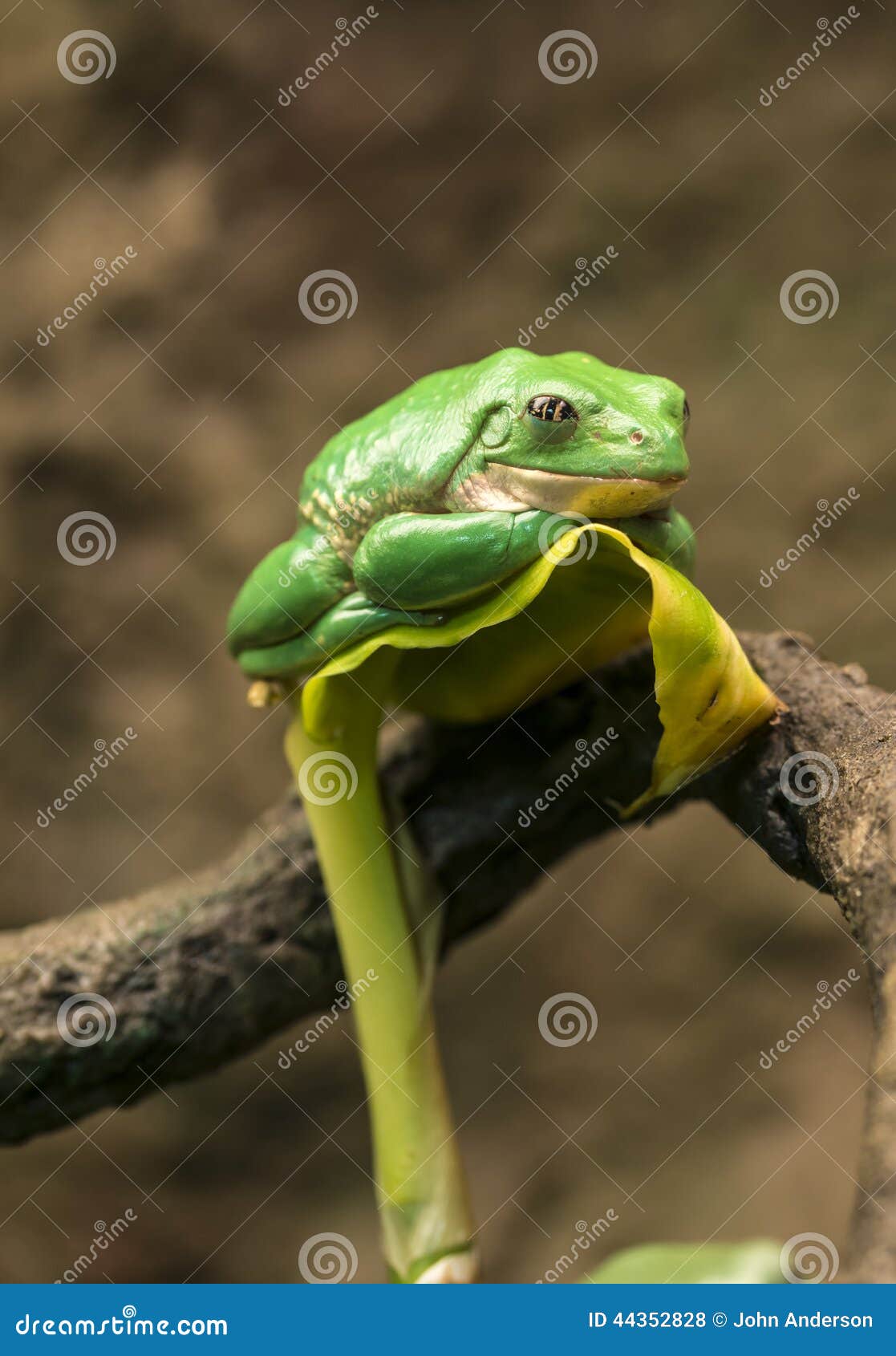 Mexican dumpy tree frog stock photo. Image of dumpy, amphbia - 44352828