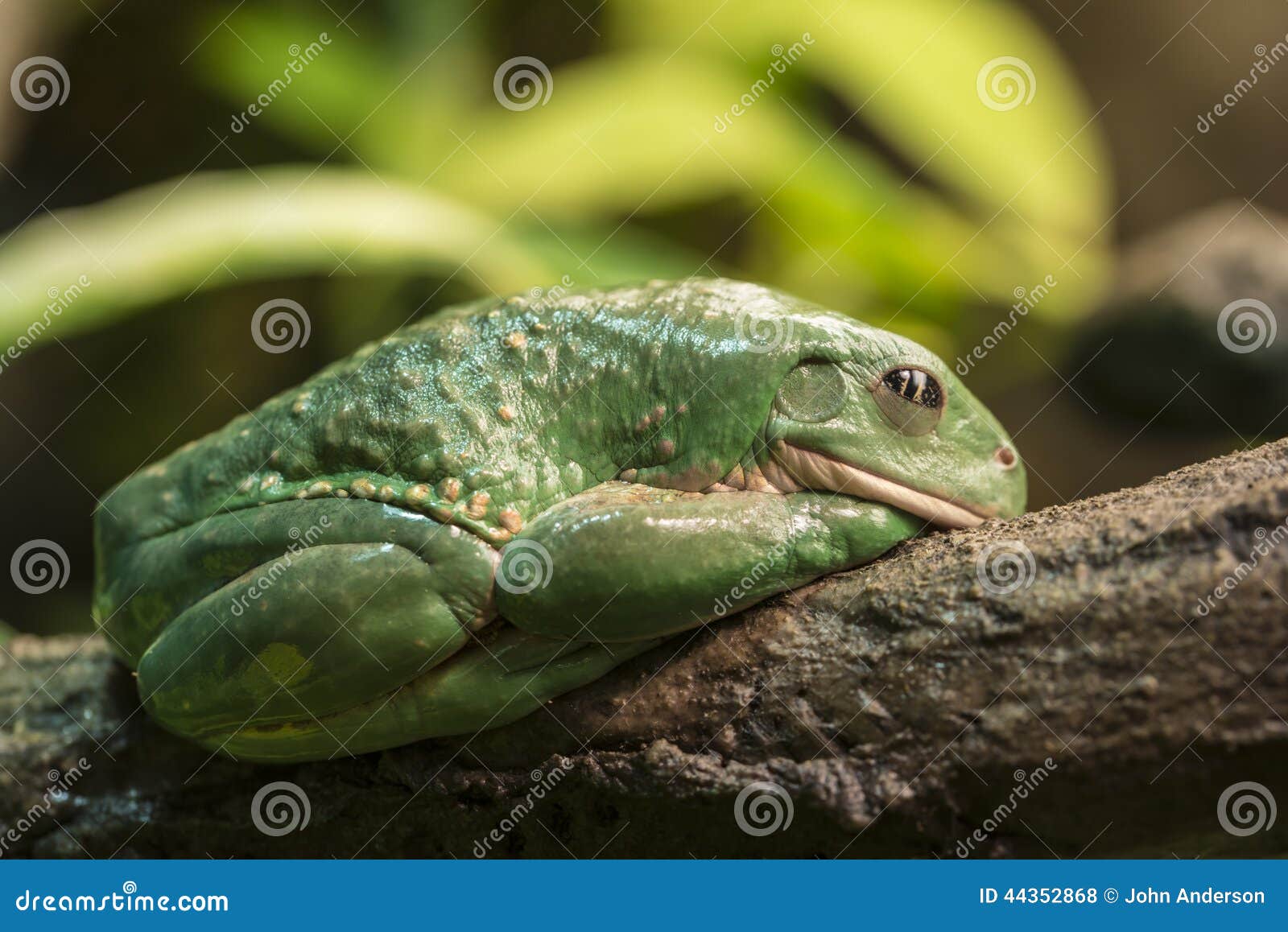 Mexican dumpy tree frog stock photo. Image of pachymedusa - 44352868