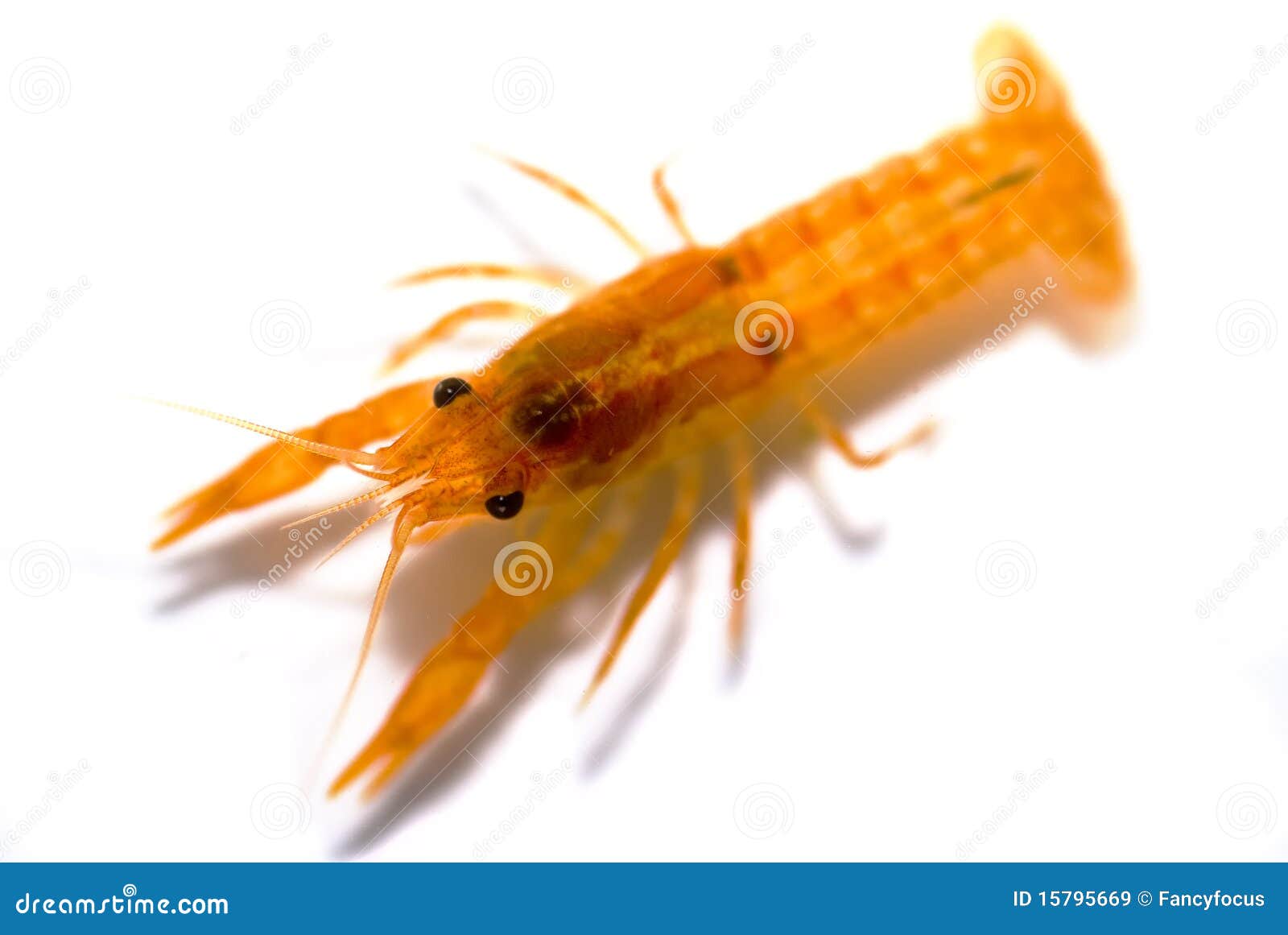 Mexican Dwarf Orange Crayfish Stock Image - Image of world, mexican ...