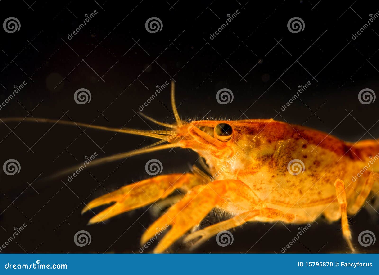 Mexican Dwarf Orange Crayfish Stock Photo - Image of dwarf ...