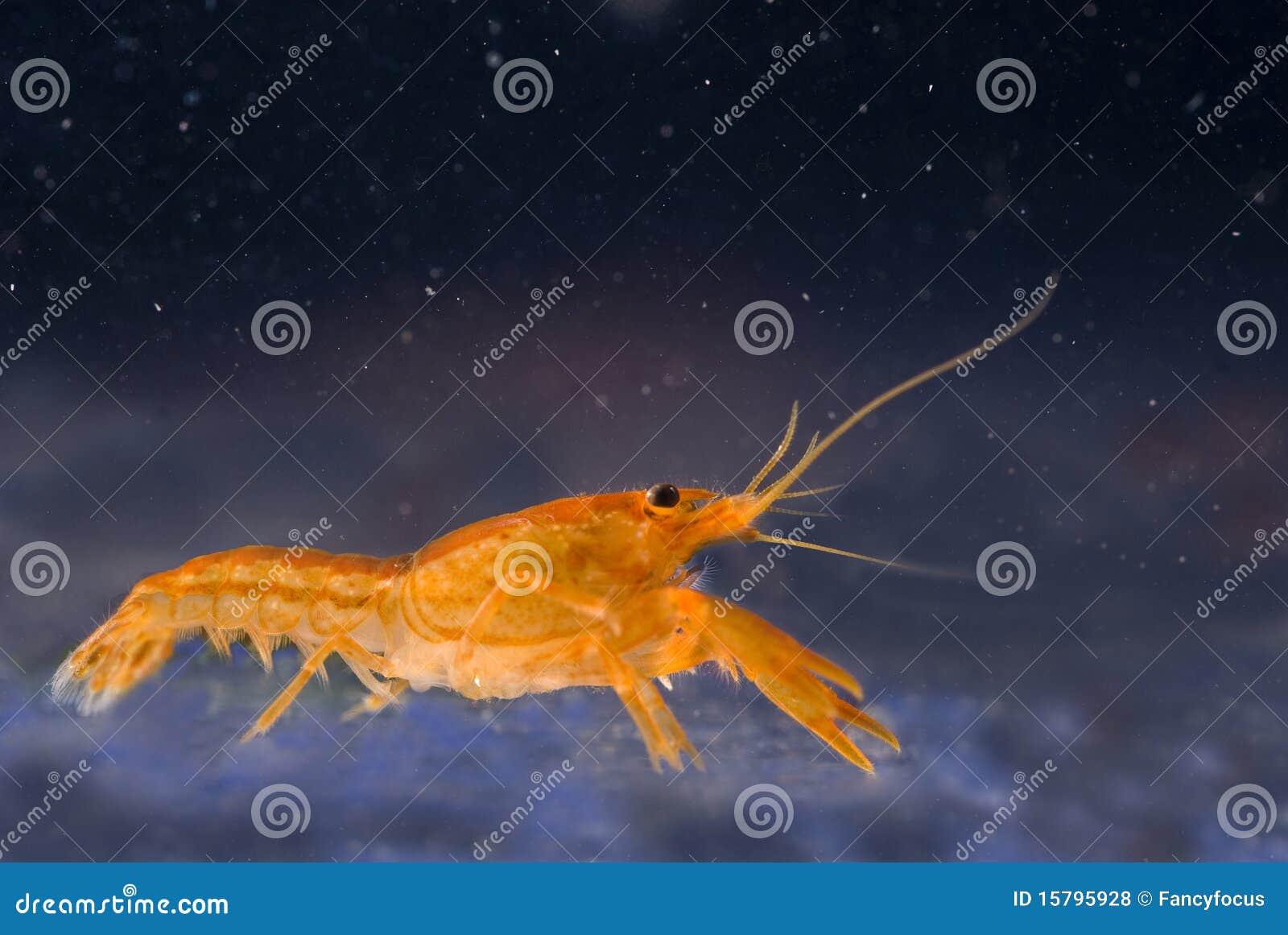 Mexican Dwarf Orange Crayfish Stock Photo - Image of aquaristics, dwarf ...