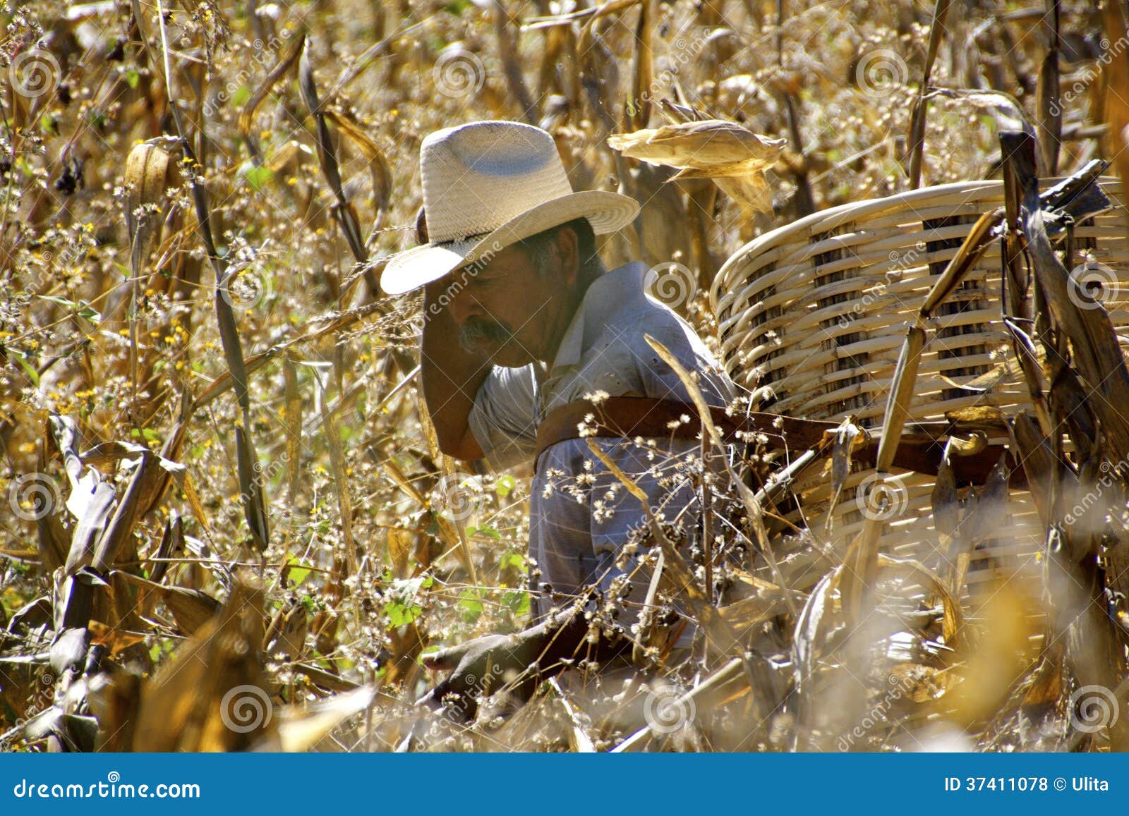 Mexican Farmer in Corn Field Editorial Stock Photo - Image of corn ...