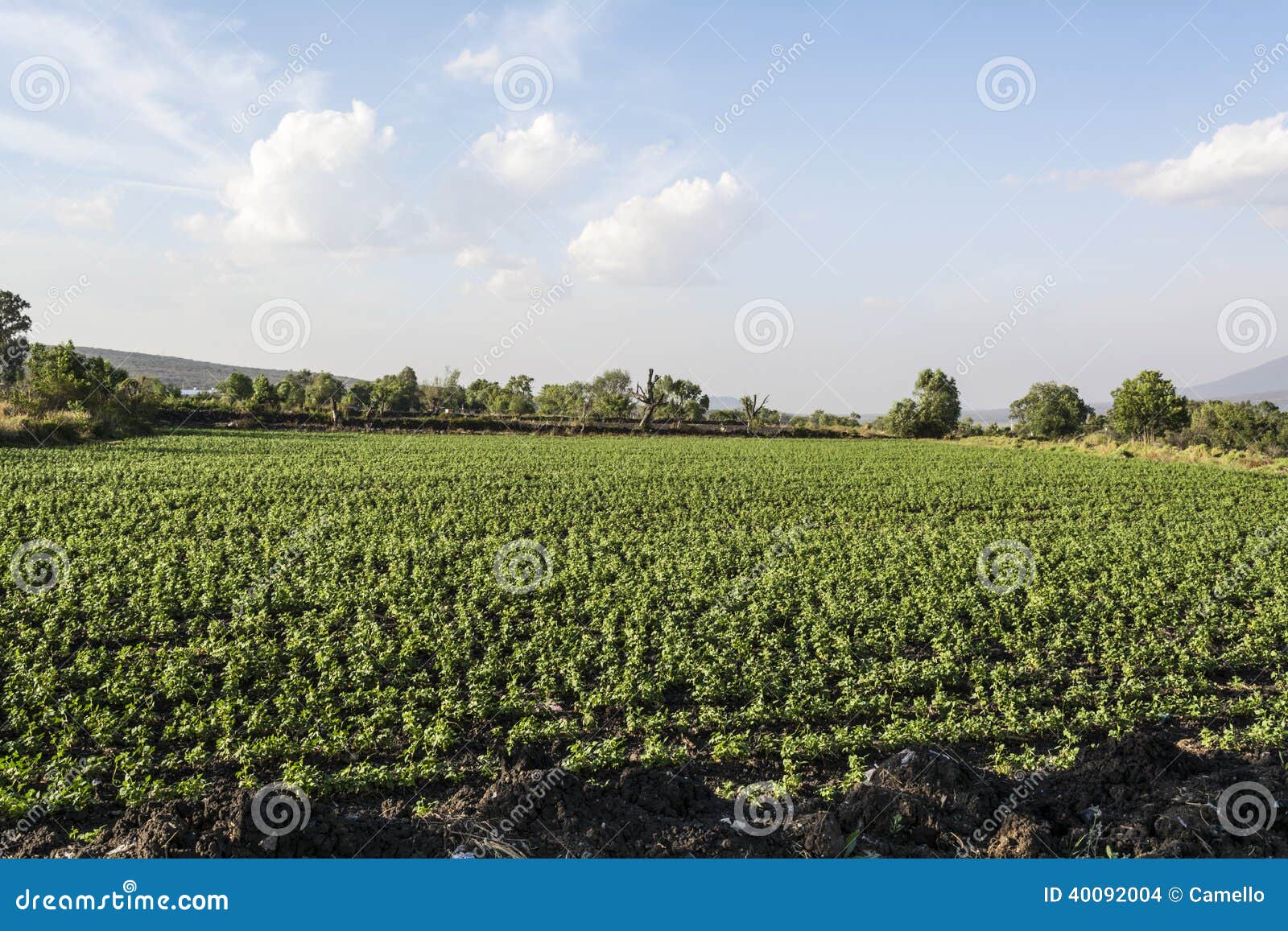 Mexican farming landscape stock photo. Image of green - 40092004