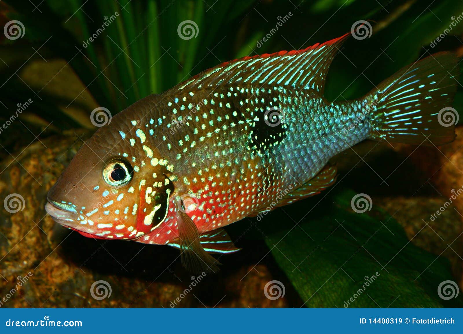 Mexican Fire Mouth (Thorichthys Ellioti) Stock Image - Image of nature ...