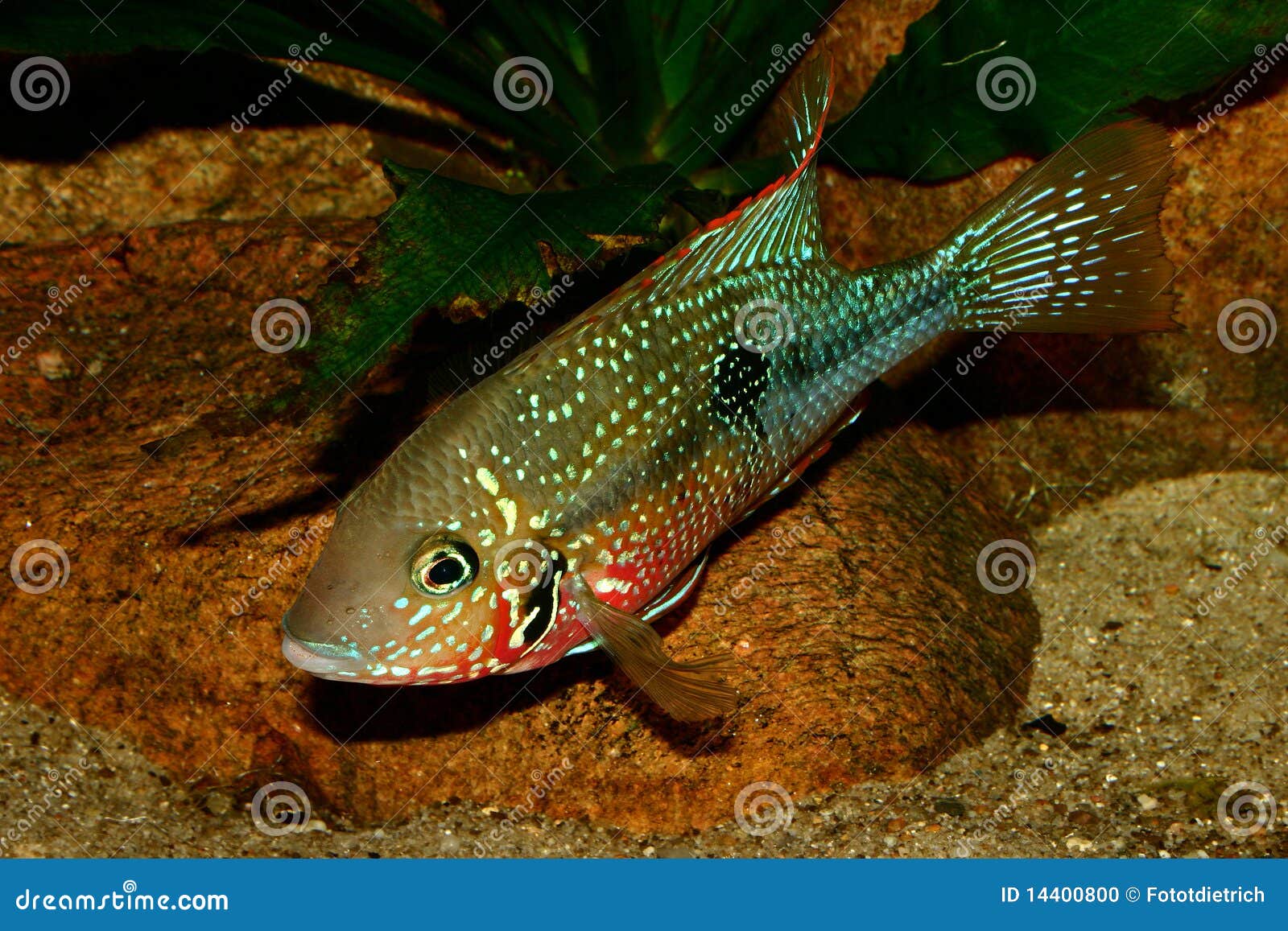 Mexican Fire Mouth (Thorichthys Ellioti) Stock Photo - Image of ...