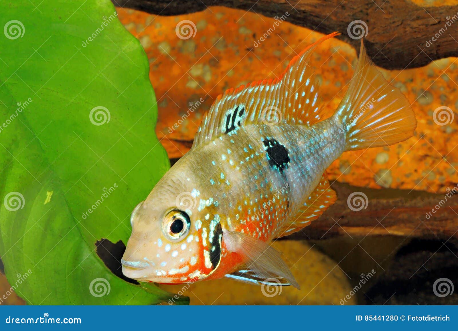 Mexican Fire Mouth Thorichthys Ellioti Stock Photo - Image of aquatic ...