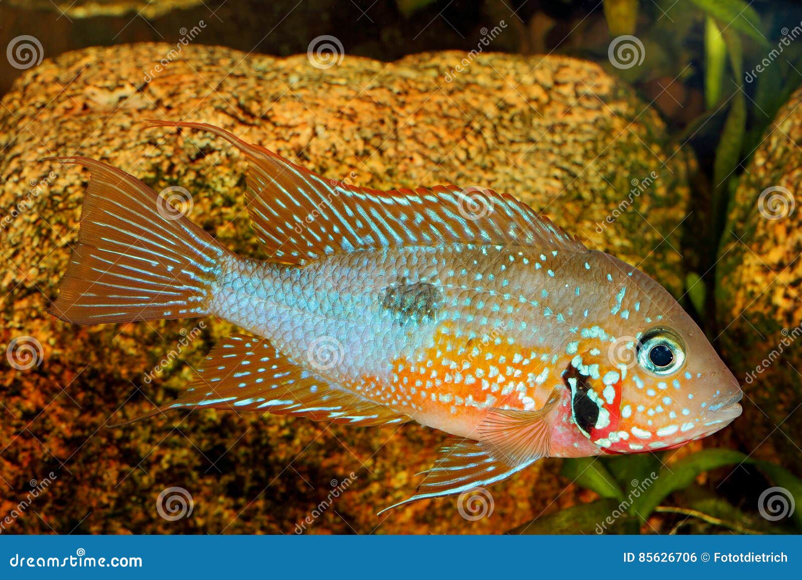 Mexican Fire Mouth Thorichthys Ellioti Stock Photo - Image of cichlid ...
