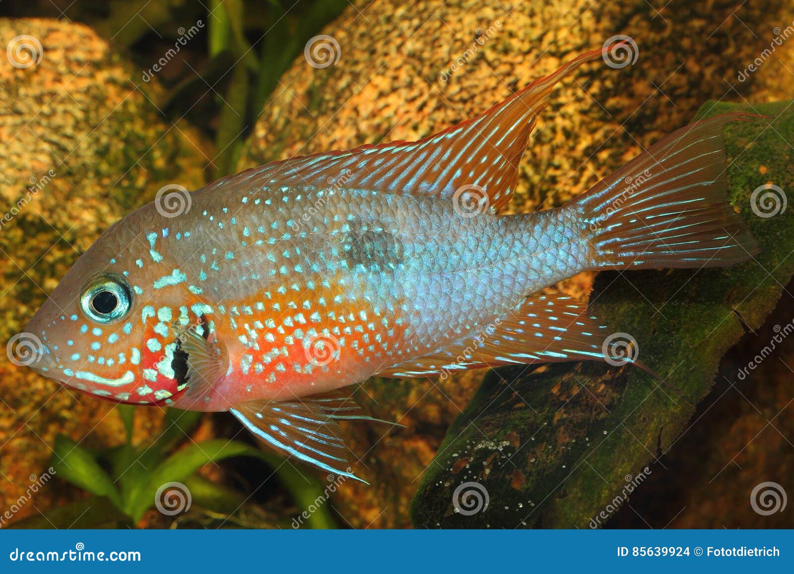 Mexican Fire Mouth Thorichthys Ellioti Stock Photo - Image of captive ...