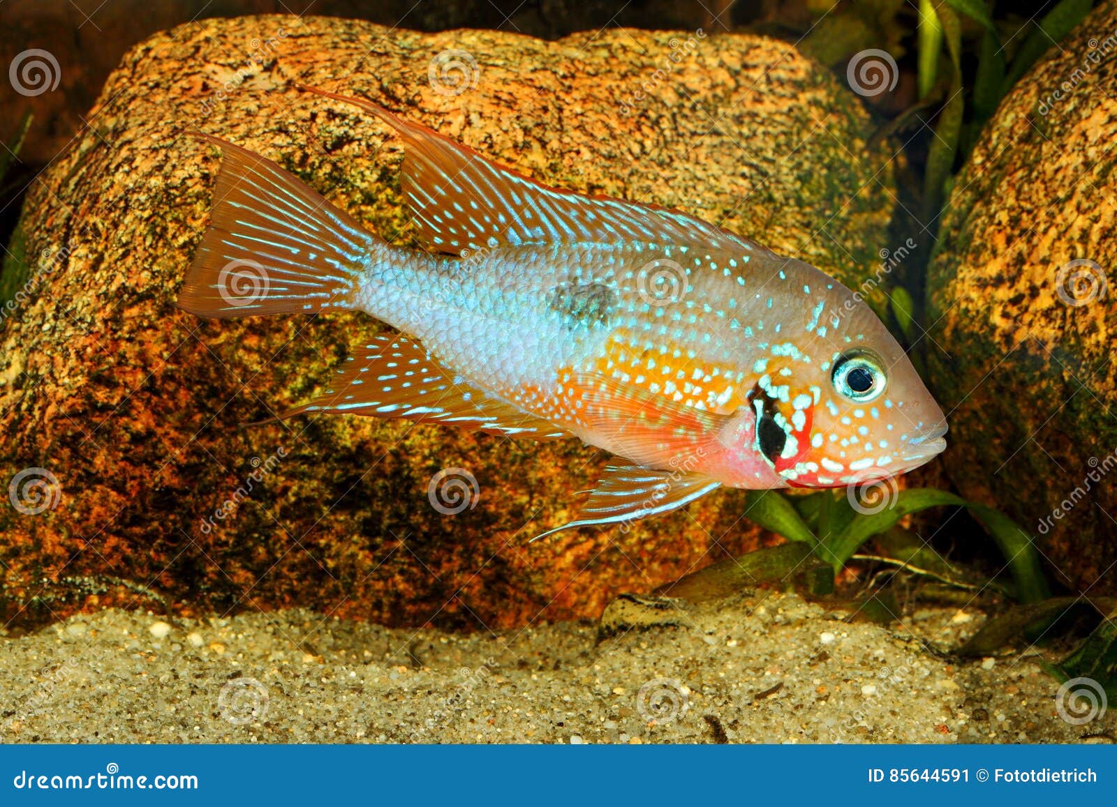 Mexican Fire Mouth Thorichthys Ellioti Stock Image - Image of aquatic ...