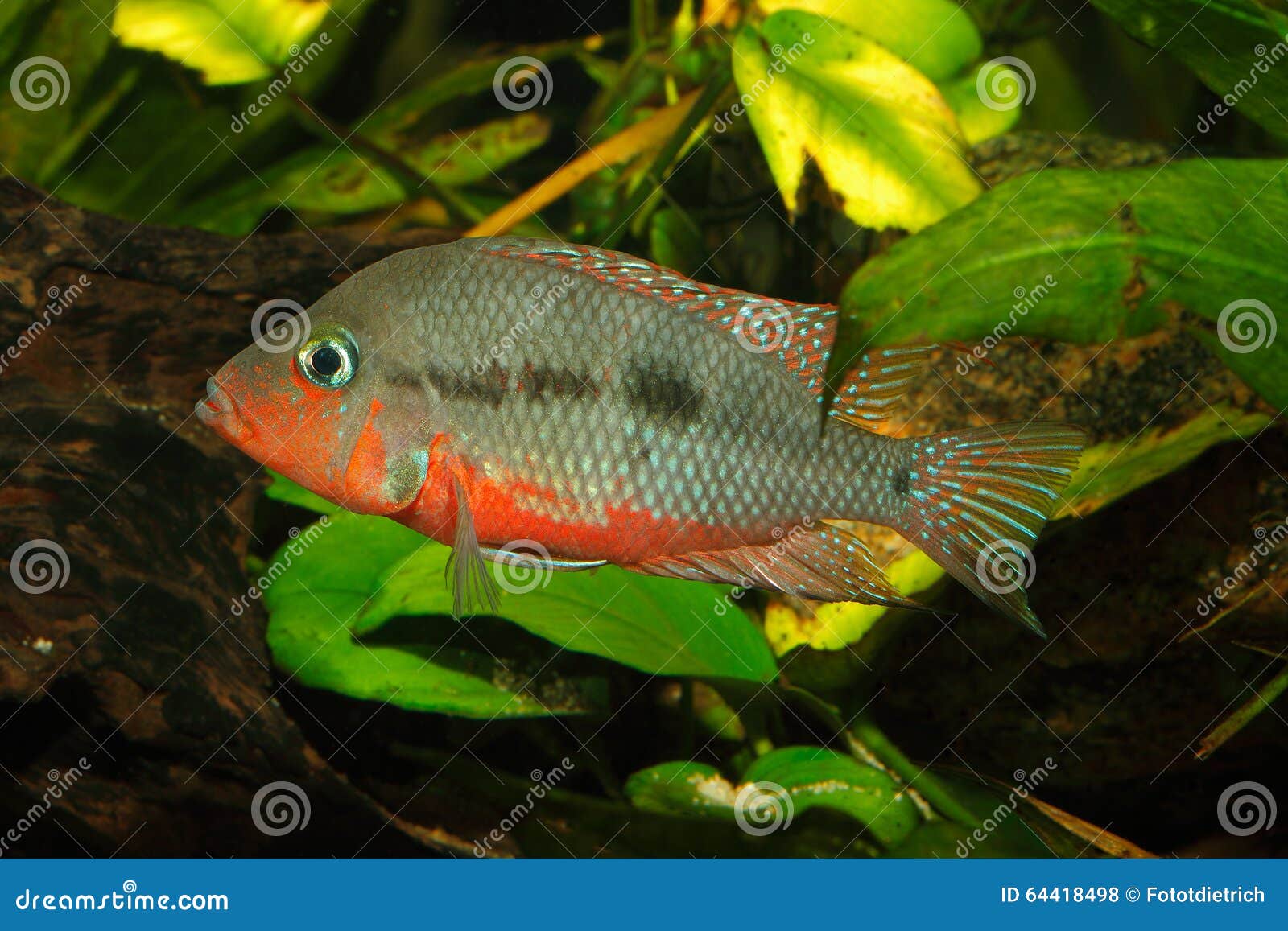 Mexican Fire Mouth (Thorichthys Meeki) Stock Photo - Image of aquatic ...