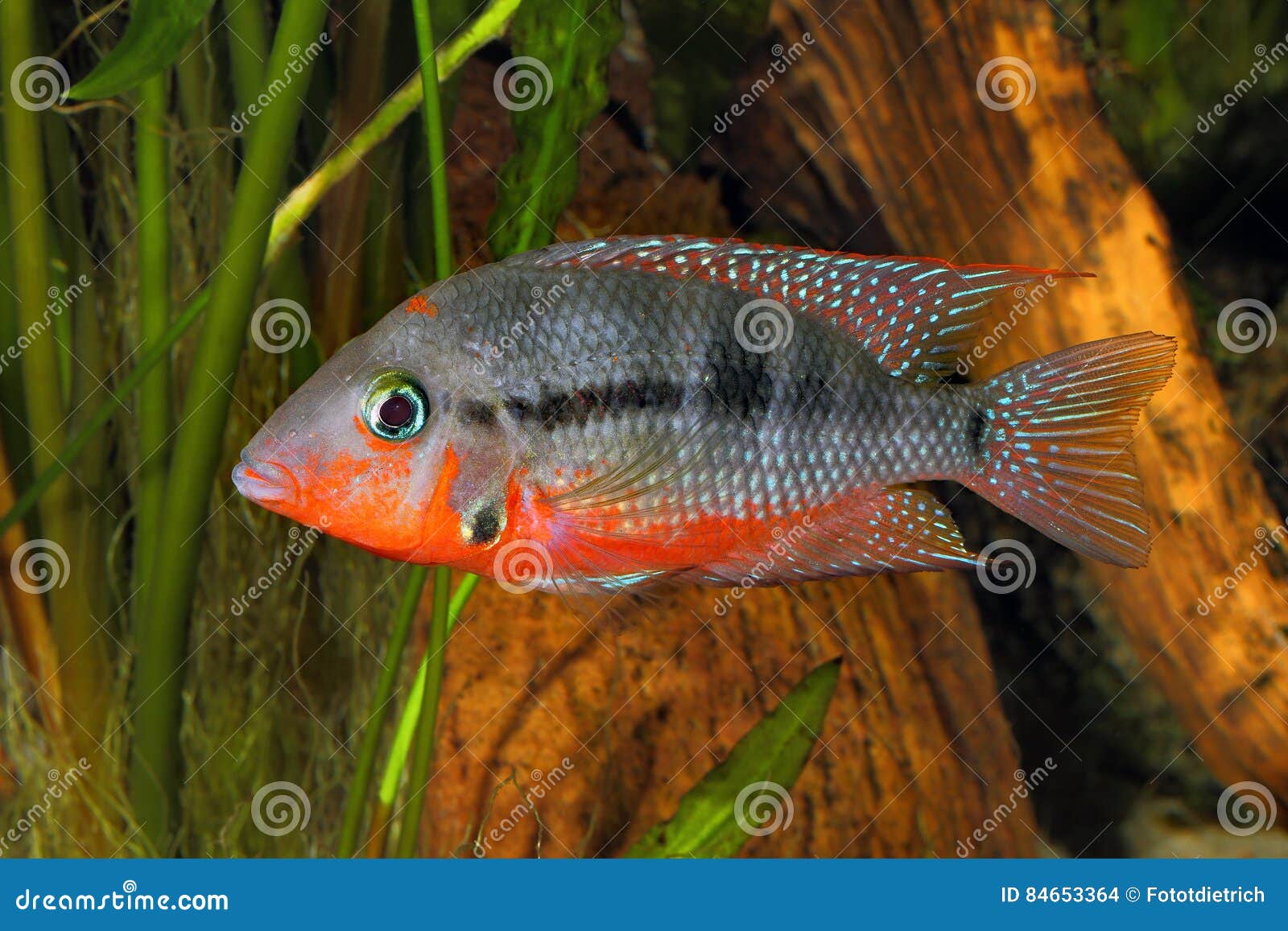 Fire Cichlid