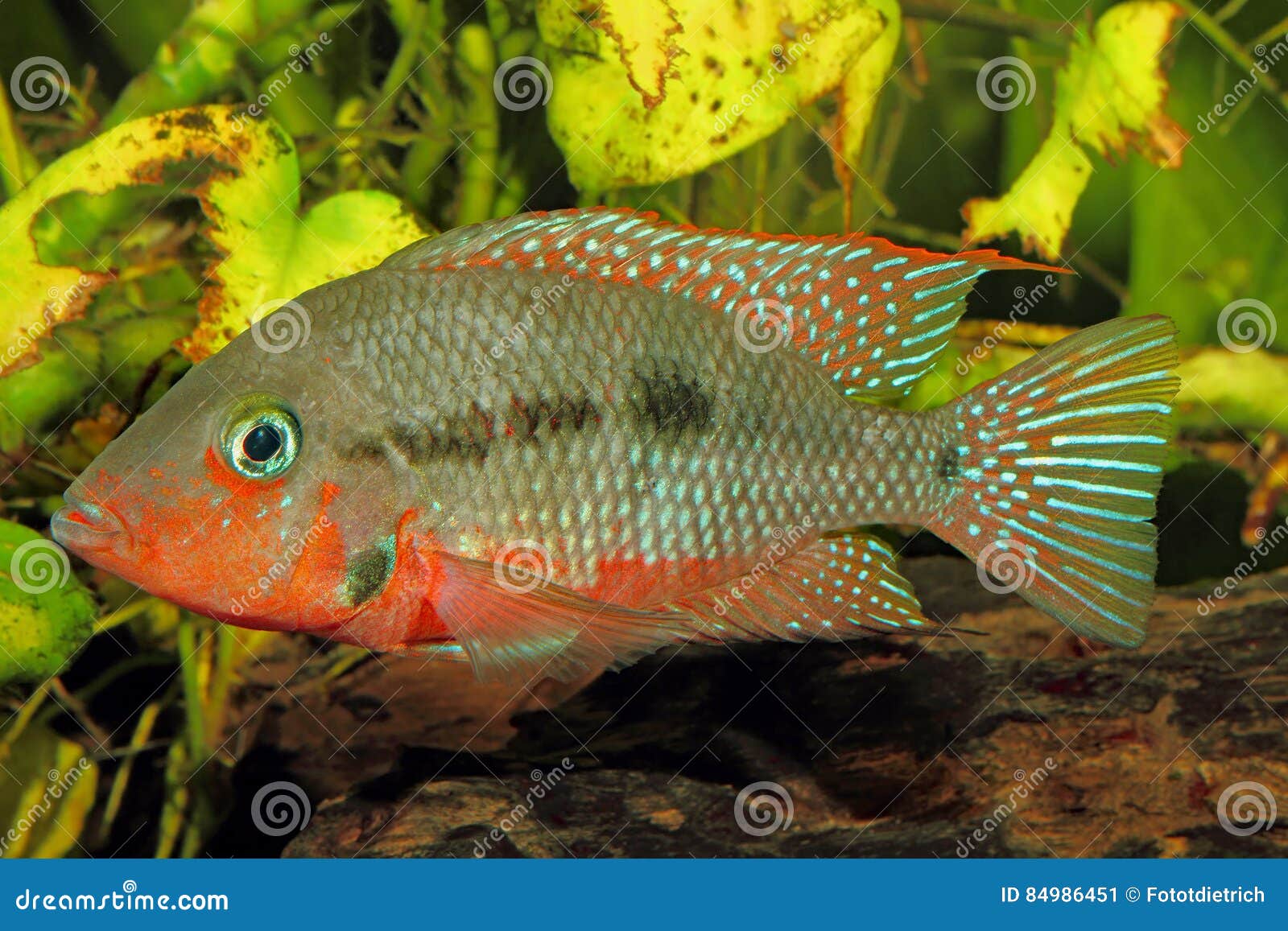 Mexican Fire Mouth Thorichthys Meeki Stock Image - Image of fish ...