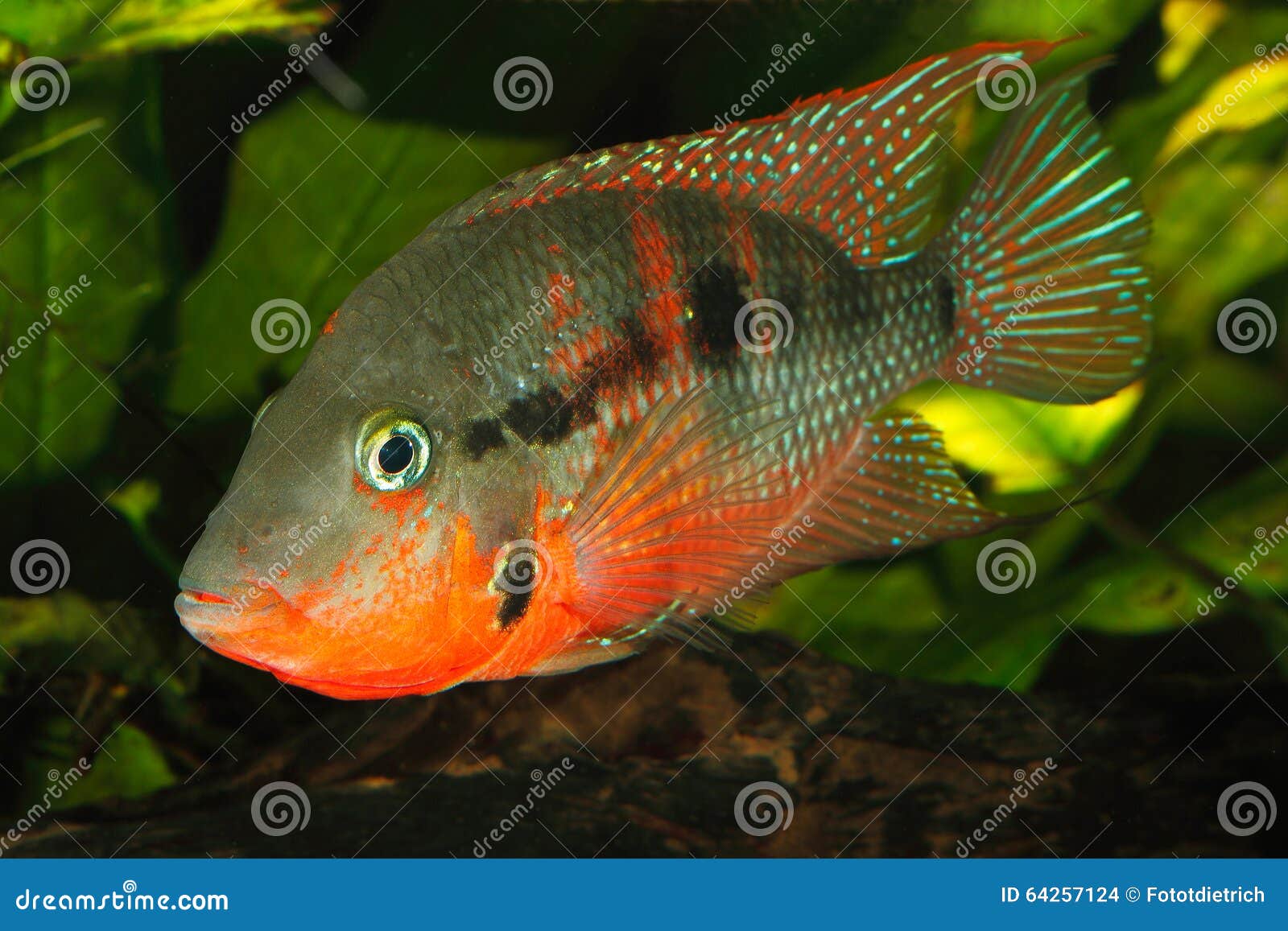 Mexican Fire Mouth (Thorichthys Meeki) Stock Photo - Image of beautiful ...