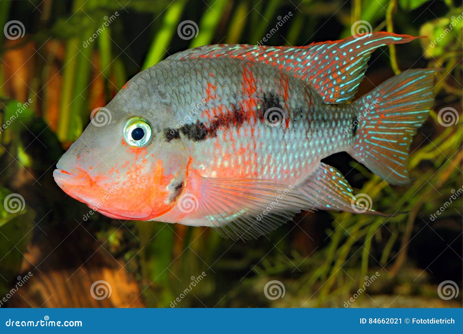 Mexican Fire Mouth Thorichthys Meeki Stock Image - Image of animal ...