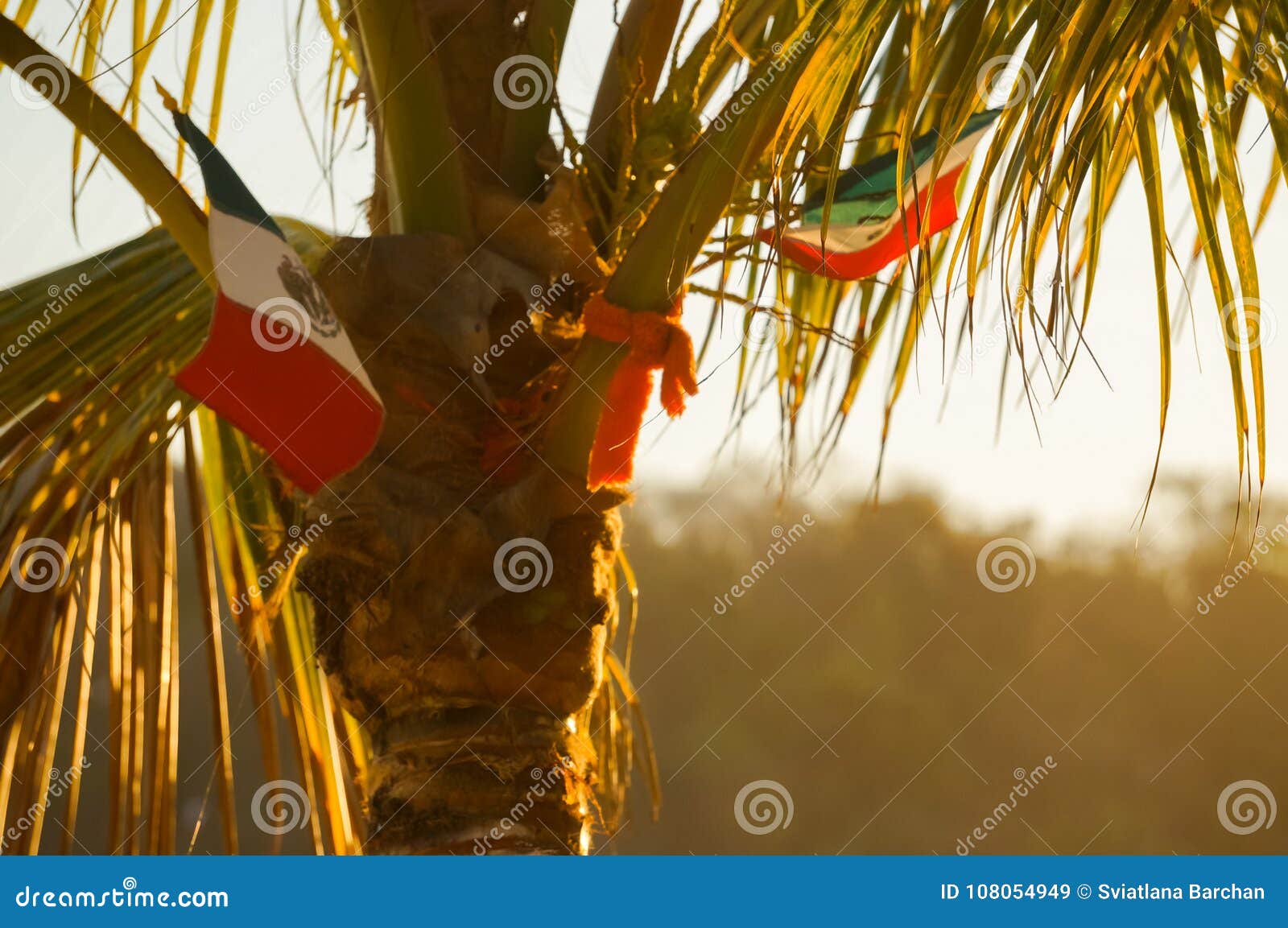 Mexican Flag on a Palm Tree Stock Image - Image of plaza, colonial ...