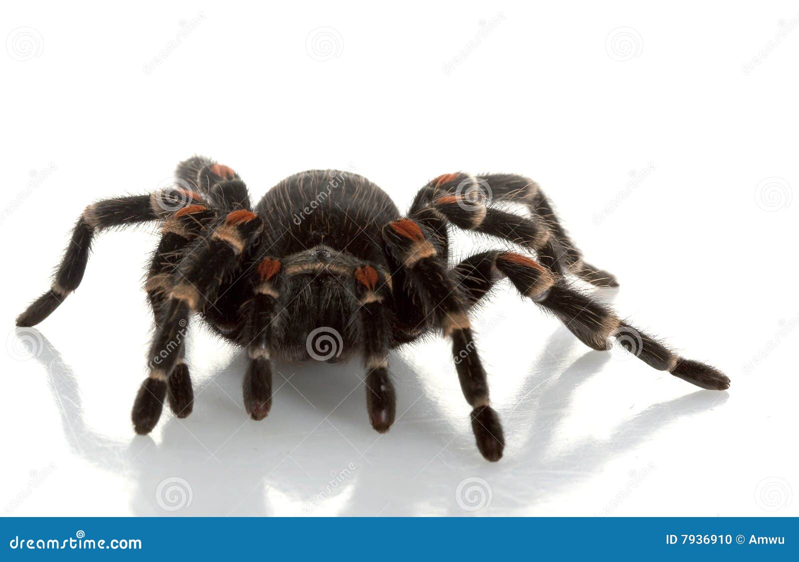 Mexican Flame Knee Tarantula Picture. Image: 7936910