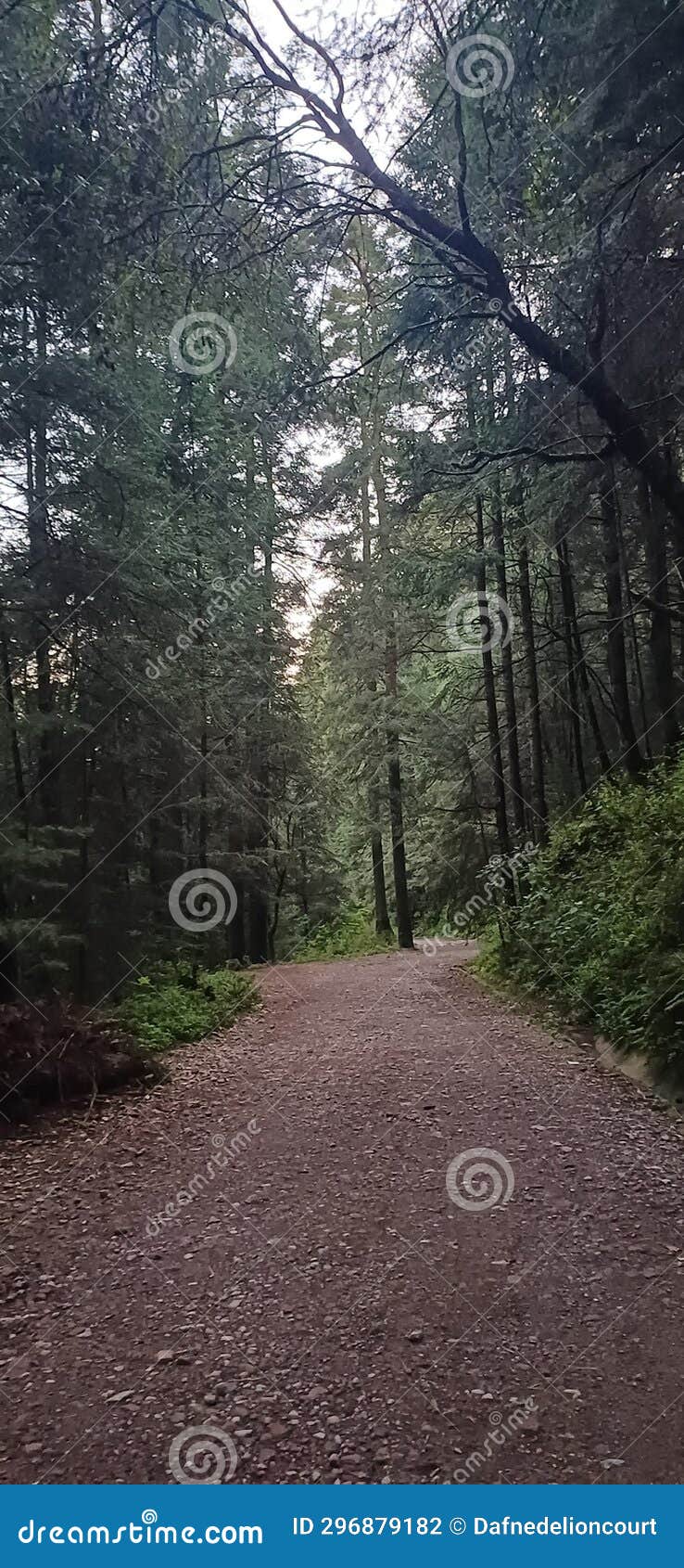 Mexican Forest, Plants and Nature Wonderful Stock Photo - Image of ...