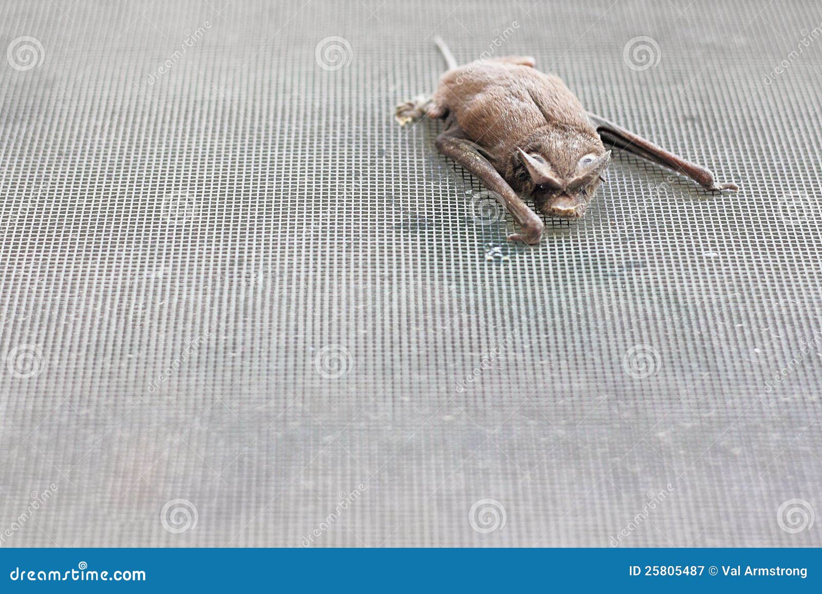 Mexican Free-Tailed Bat stock image. Image of america - 25805487