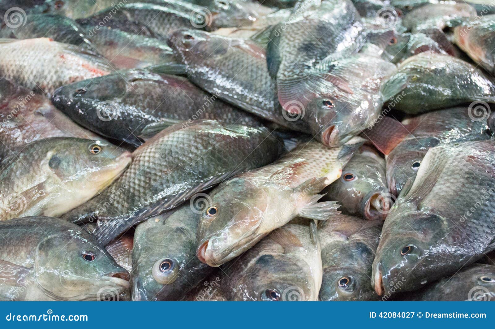 Mexican Fresh Fish Market stock image. Image of fresh - 42084027