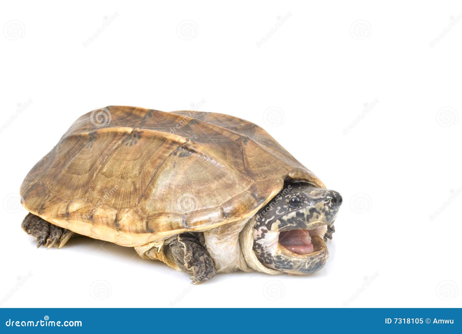 Mexican Giant Musk Turtle Stock Photos - Free & Royalty-Free Stock ...