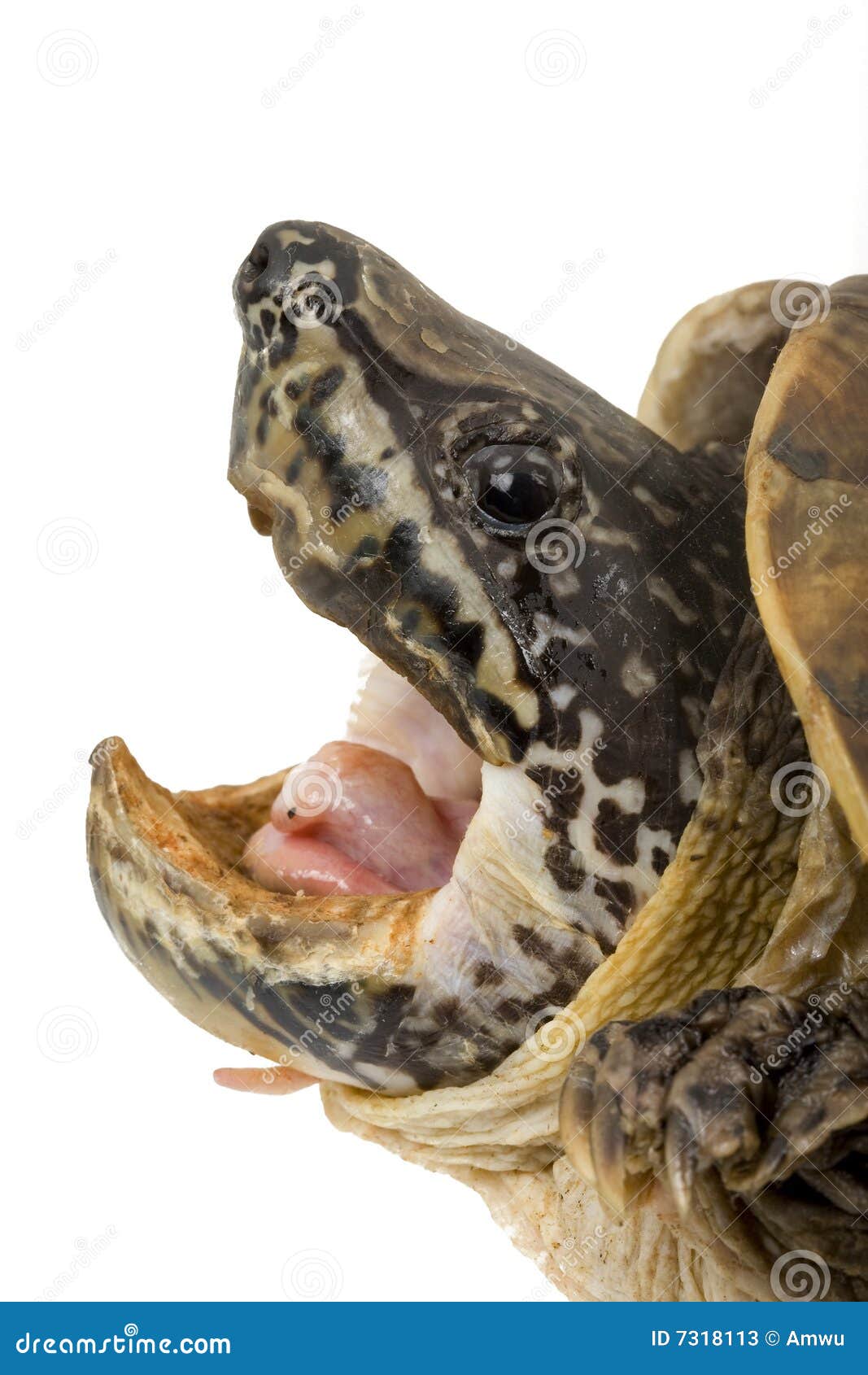 498 Mexican Turtle Stock Photos - Free & Royalty-Free Stock Photos from ...