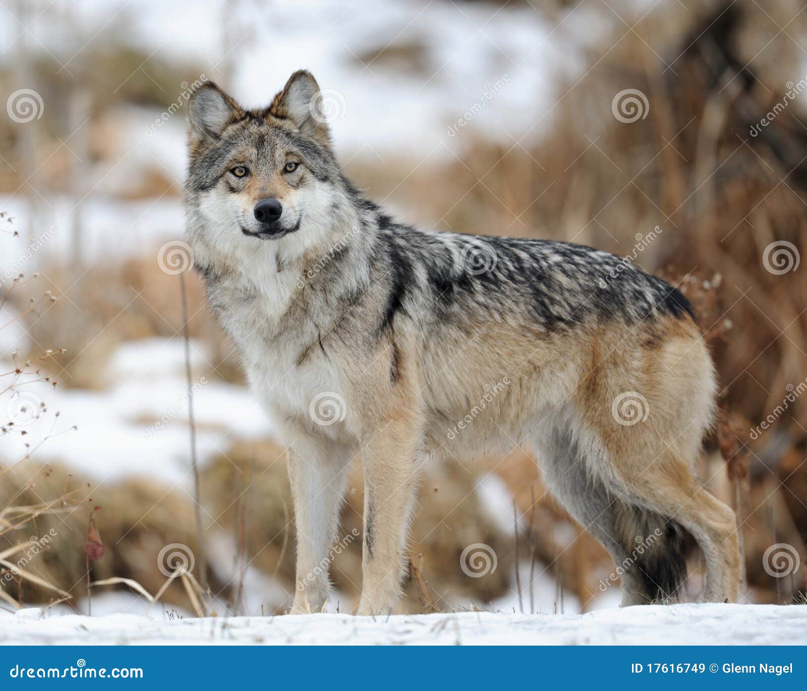 Mexican Gray Wolf (Canis Lupus Baileyi) Stock Image - Image of snow ...