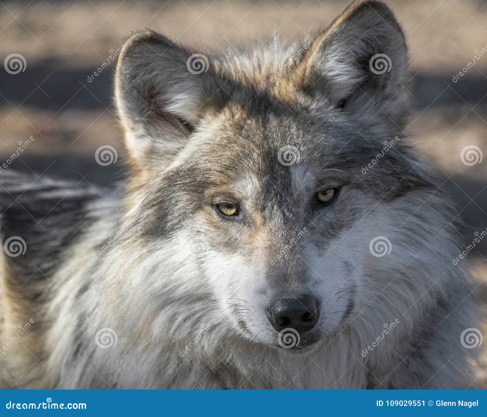 Mexican Gray Wolf Closeup Portrait Stock Image - Image of predator ...