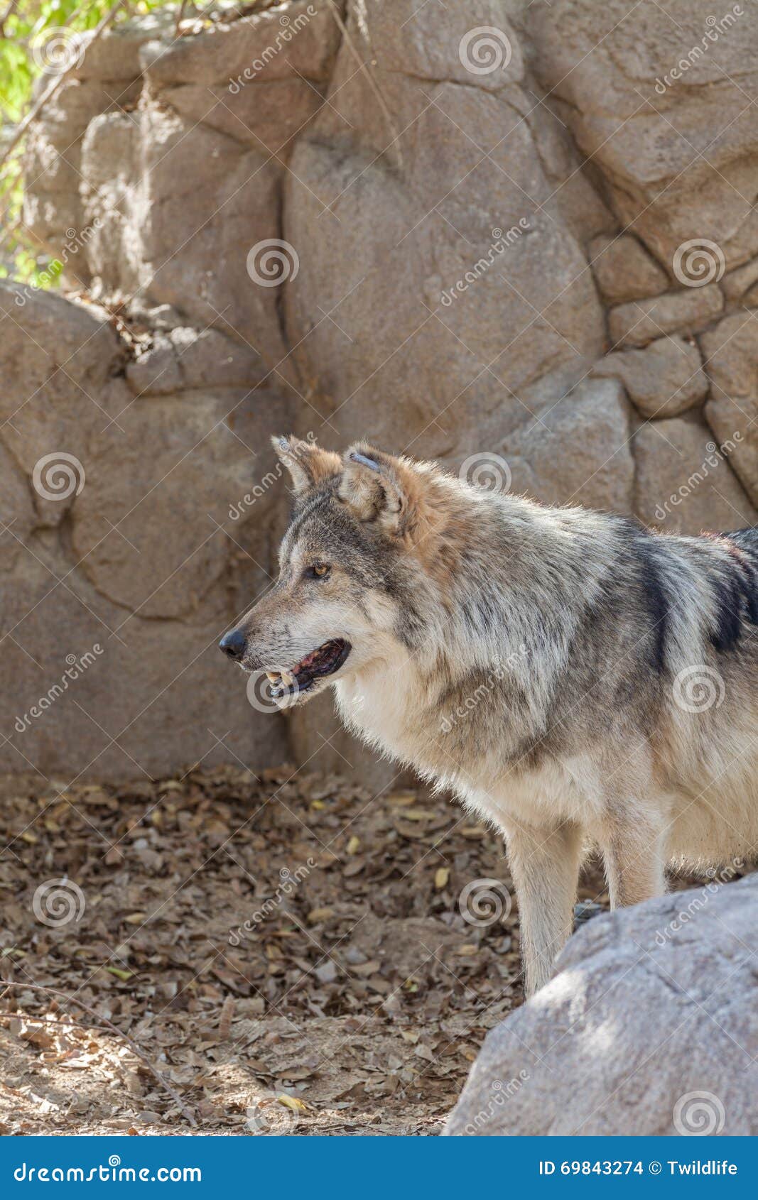 Mexican Gray Wolf stock photo. Image of hunter, gray - 69843274